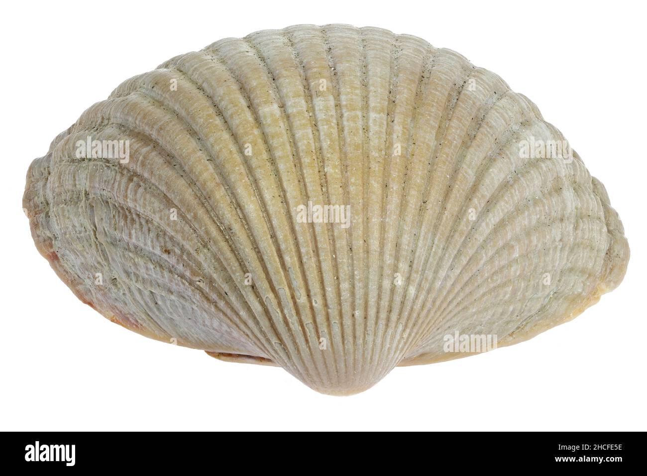 common cockle (Cerastoderma edule) from the Dutch North Sea coast ...