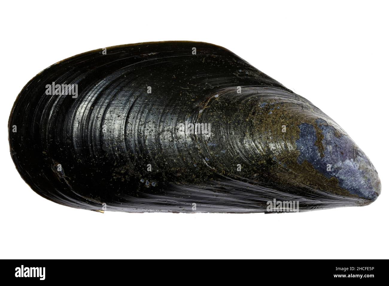 blue mussel (Mytilus edulis) from the Dutch North Sea coast isolated on ...
