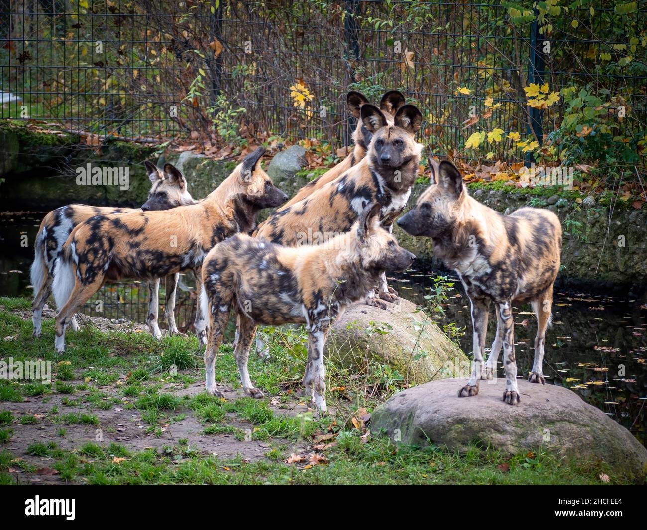 Hyenas at the Berlin Zoo Stock Photo - Alamy