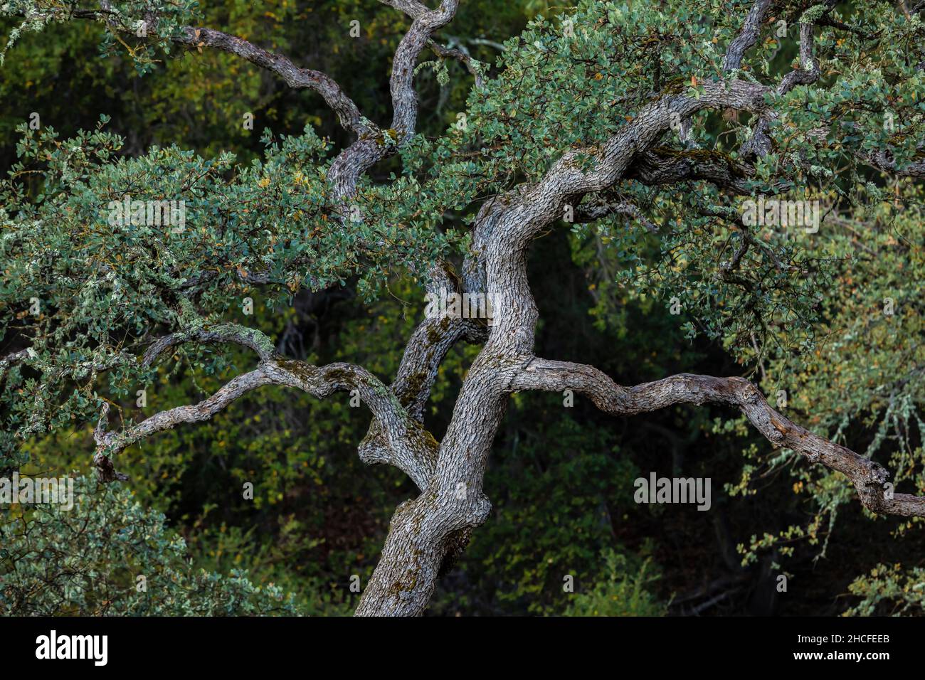 Blue Oak, Quercus douglasii, viewed from Condor Gulch Trail in ...