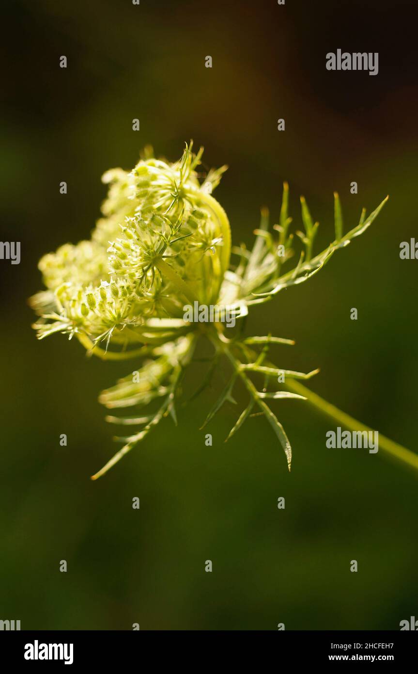 Dill heads hi-res stock photography and images - Alamy