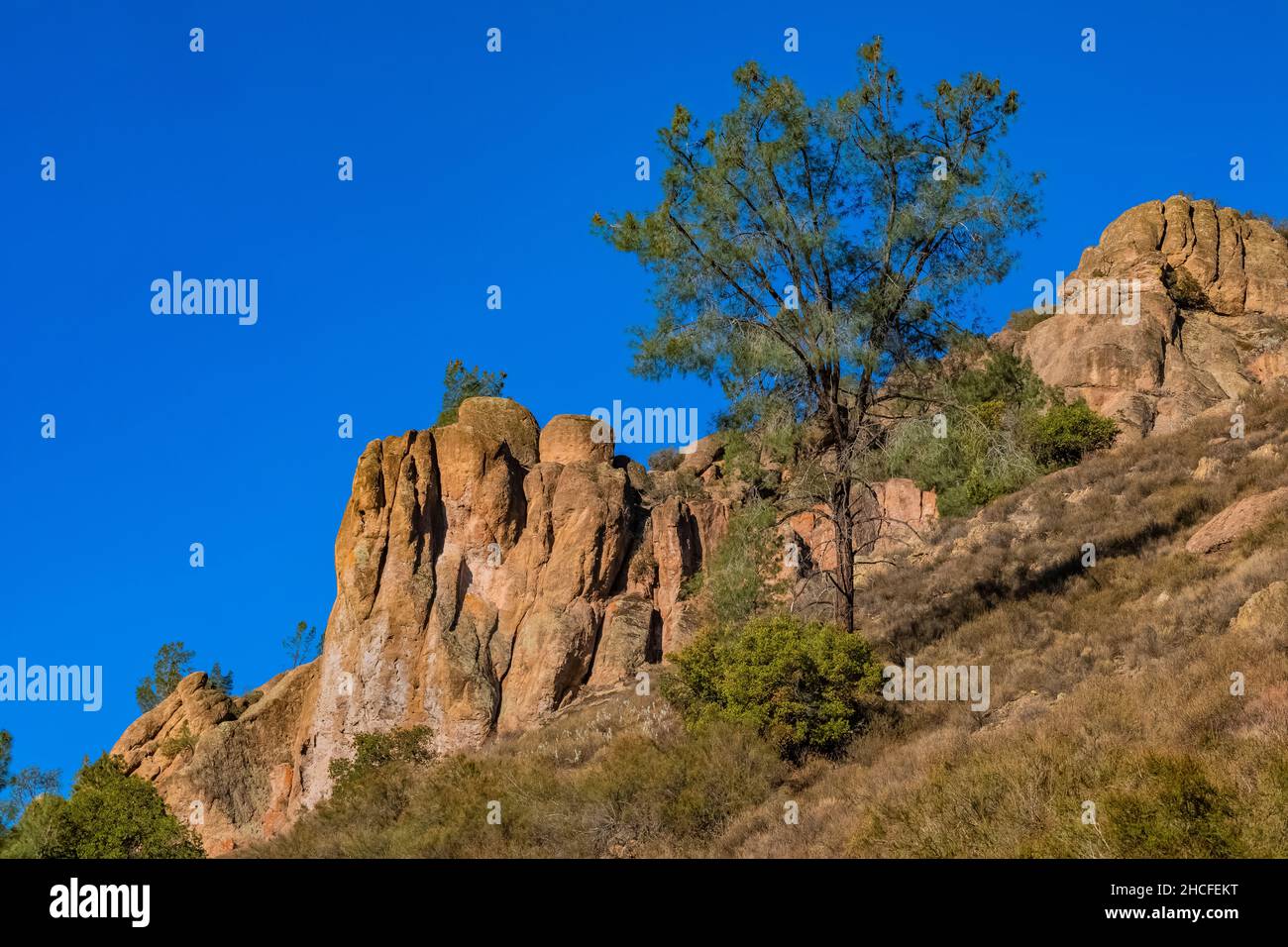 Gray Pine with Pinnacles Volcanic Formations, made of eroded volcanic ...