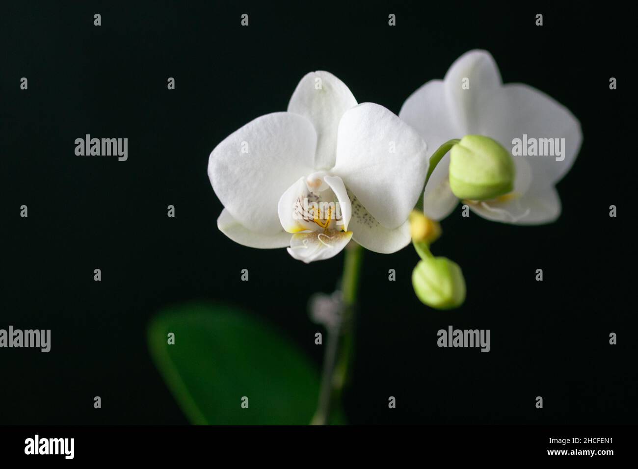 A beautiful white mini phal orchid isolated on a black background Stock ...
