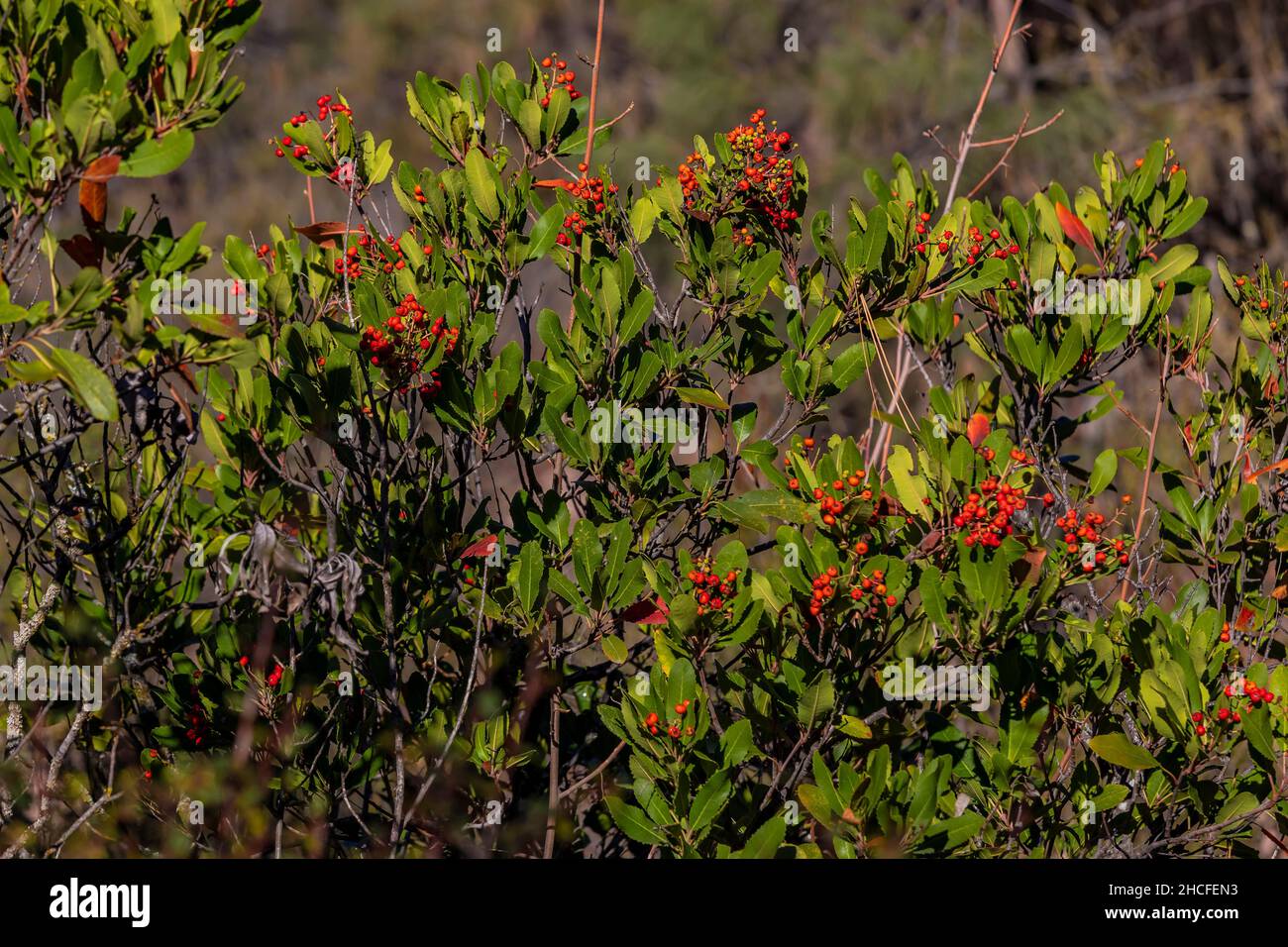 Toyon, Heteromeles arbutifolia, in the chaparral of Pinnacles National ...