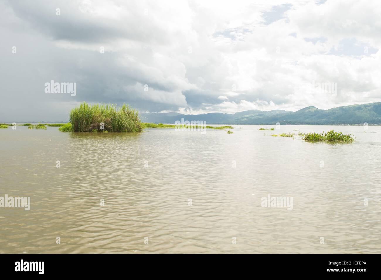 Floating vegetation, plants and trees in the water of Inle Lake ...
