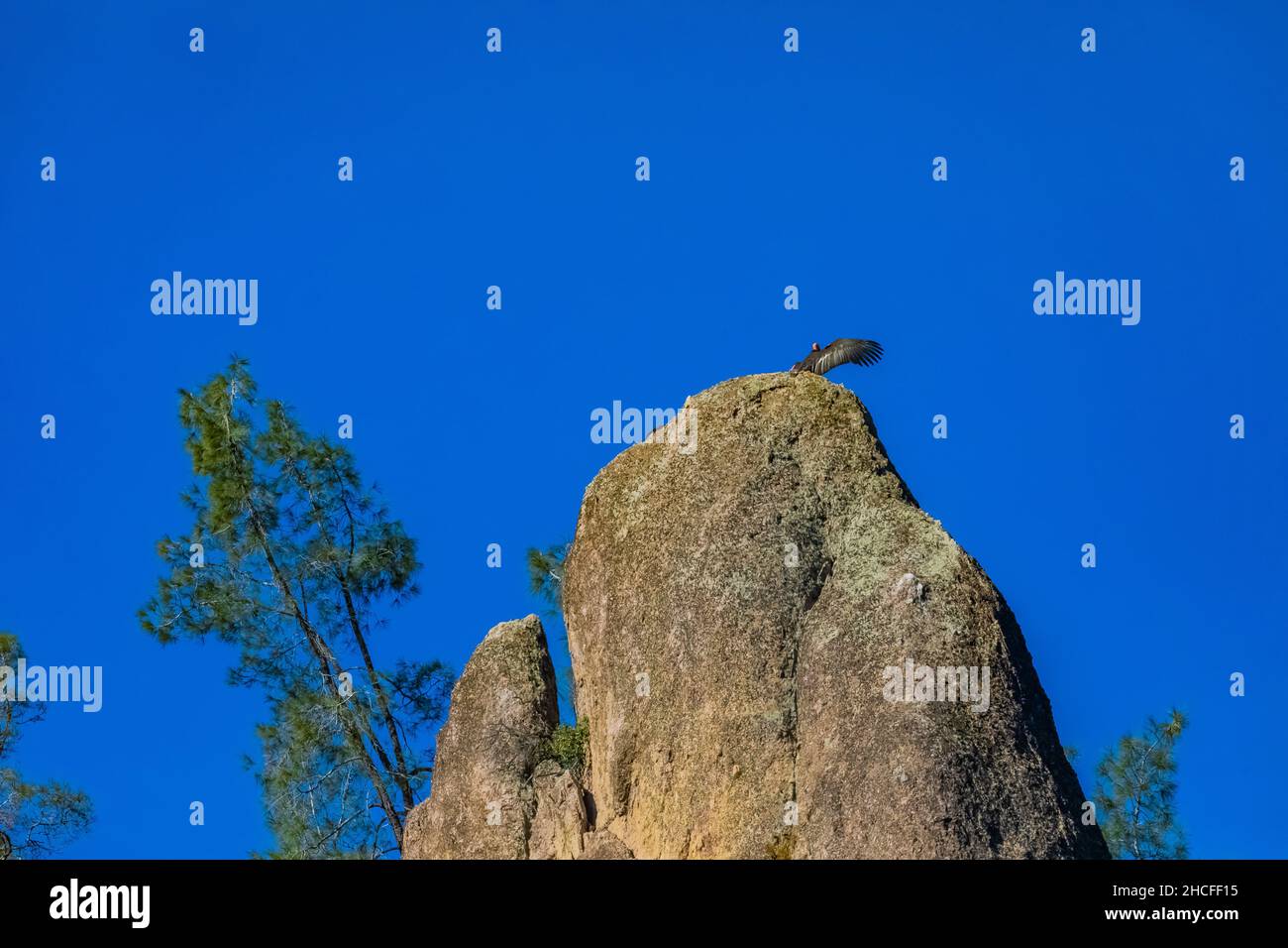 California Condors, Gymnogyps californianus, sunning and warming in the ...