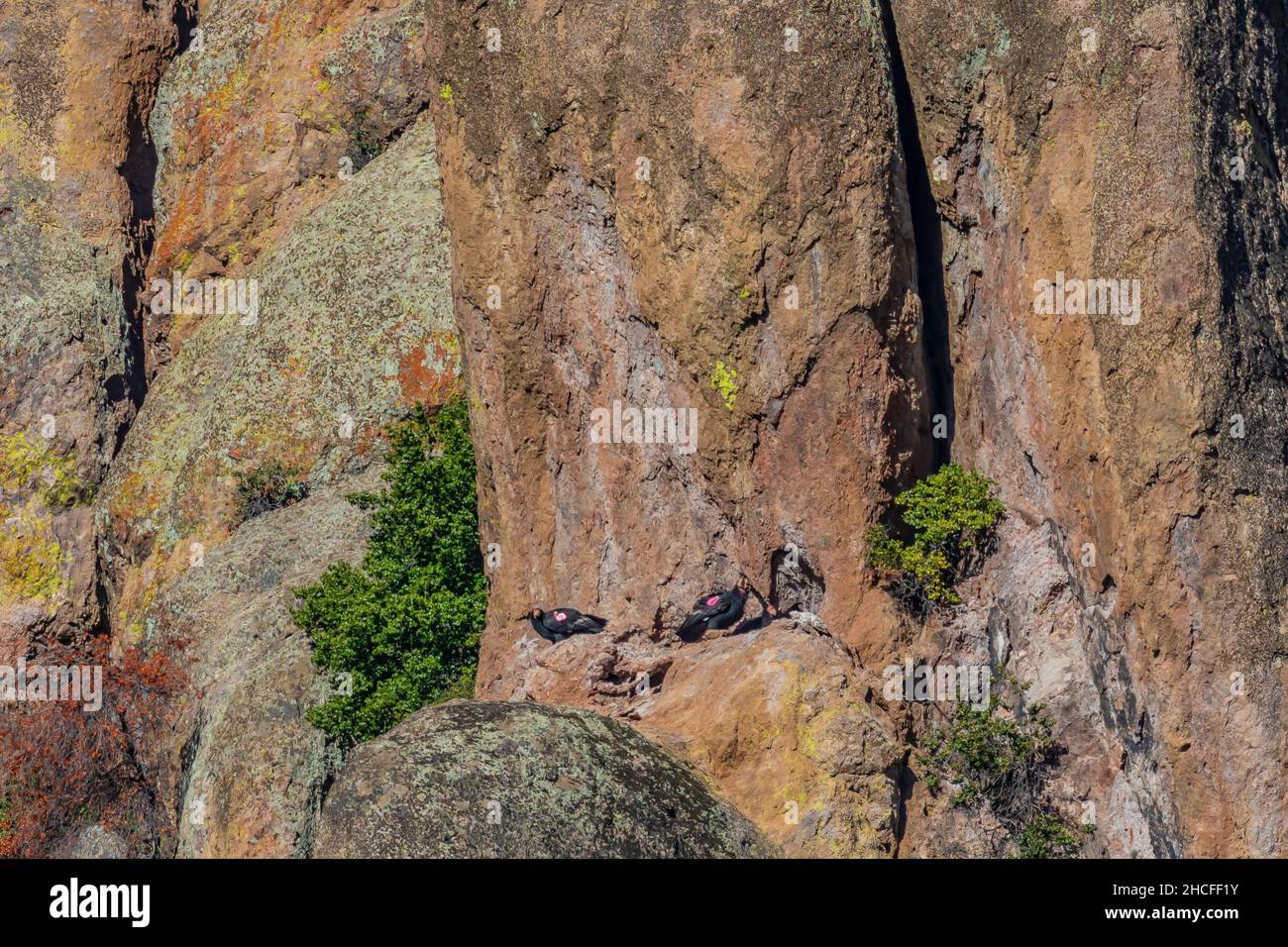 California condors in big sur hi-res stock photography and images - Alamy