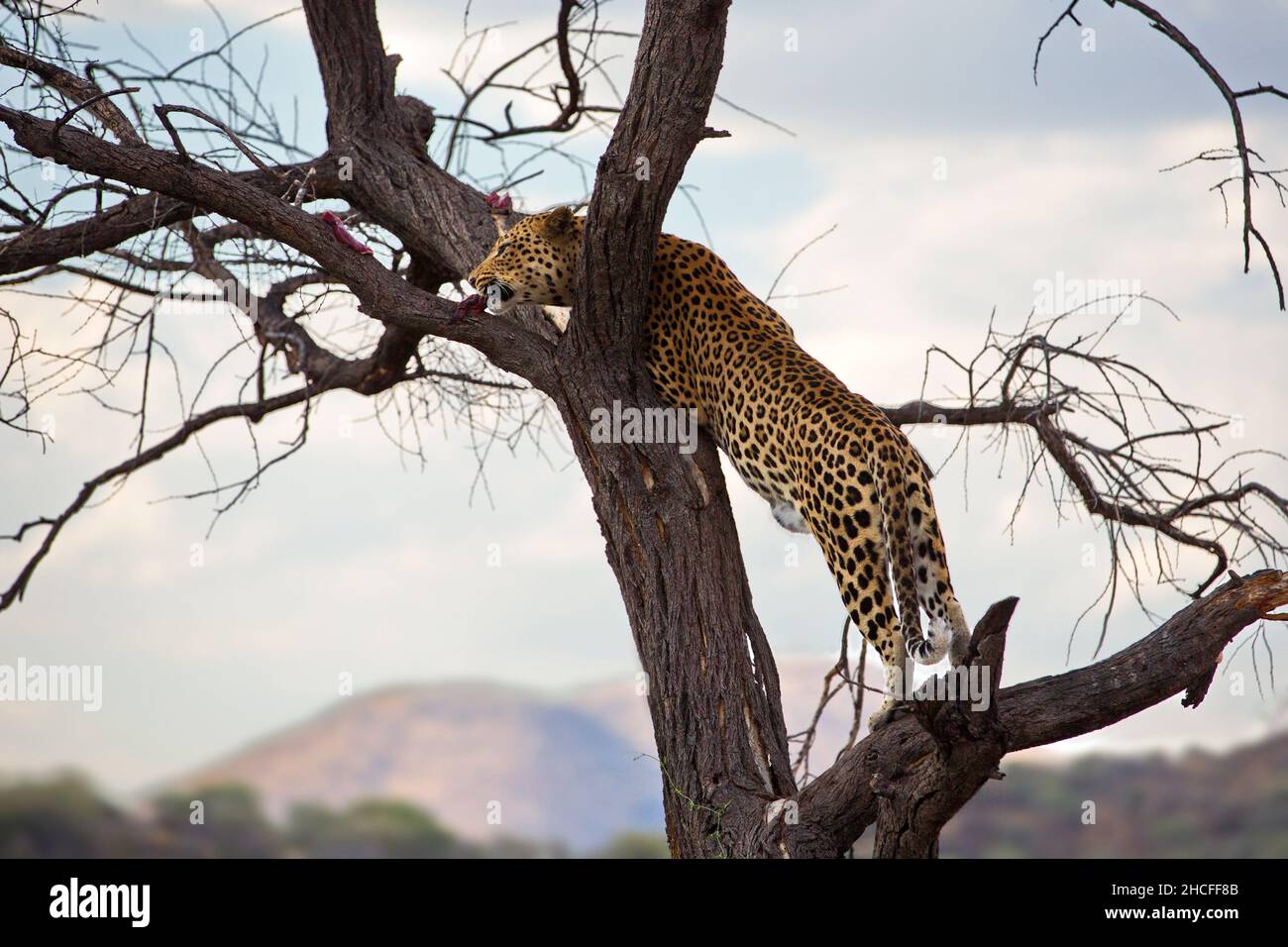 Cheetah climbing a tree for better vantage point in the wide Namibian ...