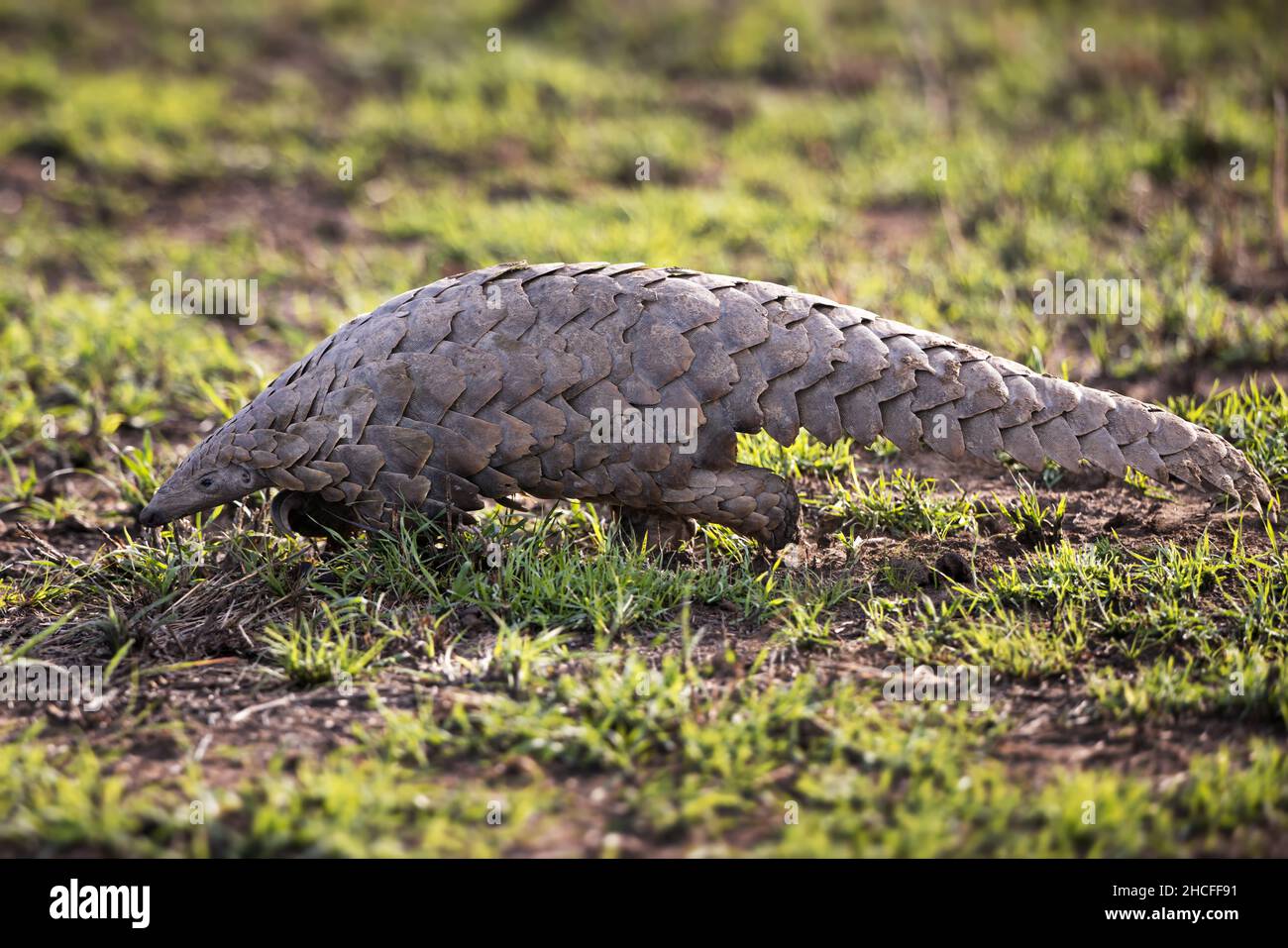 Close up pangolin on hi-res stock photography and images - Alamy