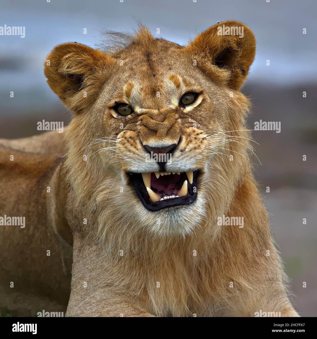 Growling lion hi-res stock photography and images - Alamy
