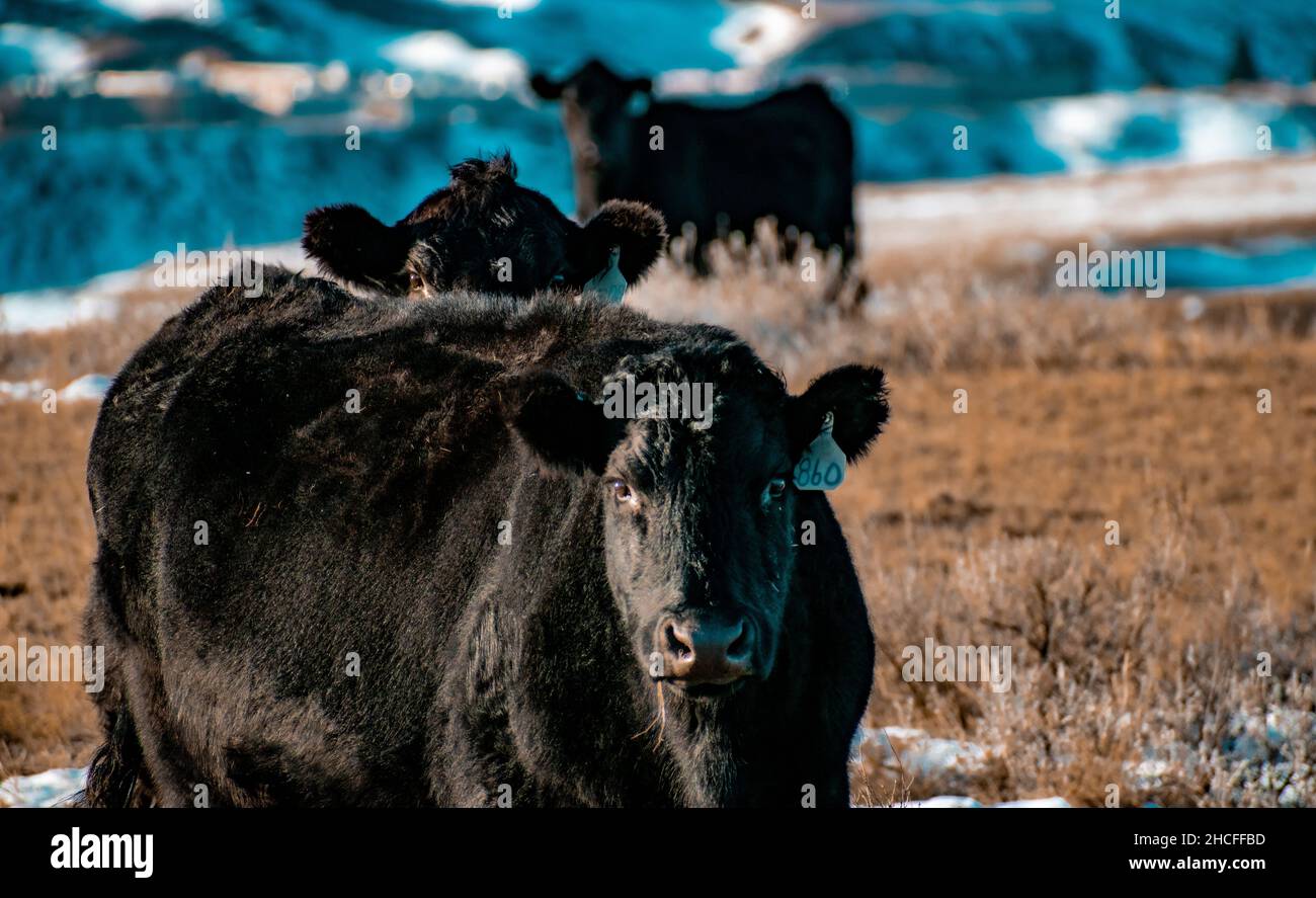 Montana cattle on a pasture in early fall Stock Photo - Alamy