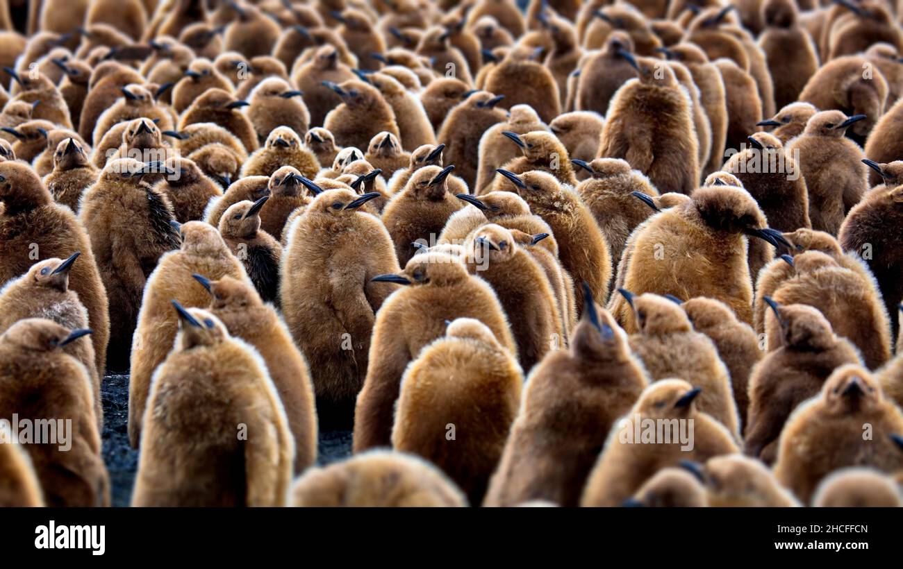 Fluffy penguins hi-res stock photography and images - Alamy