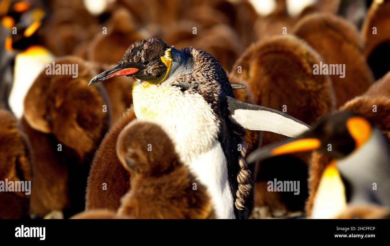 Fluffy penguins hi-res stock photography and images - Alamy
