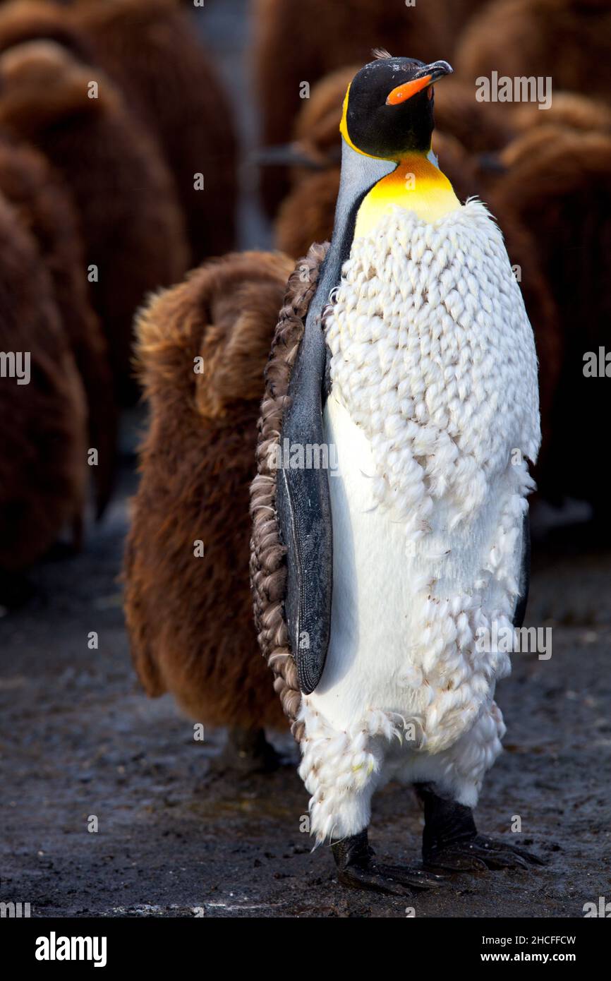 Vertical shot of a fluffy emperor penguin in South Georgia Stock Photo ...