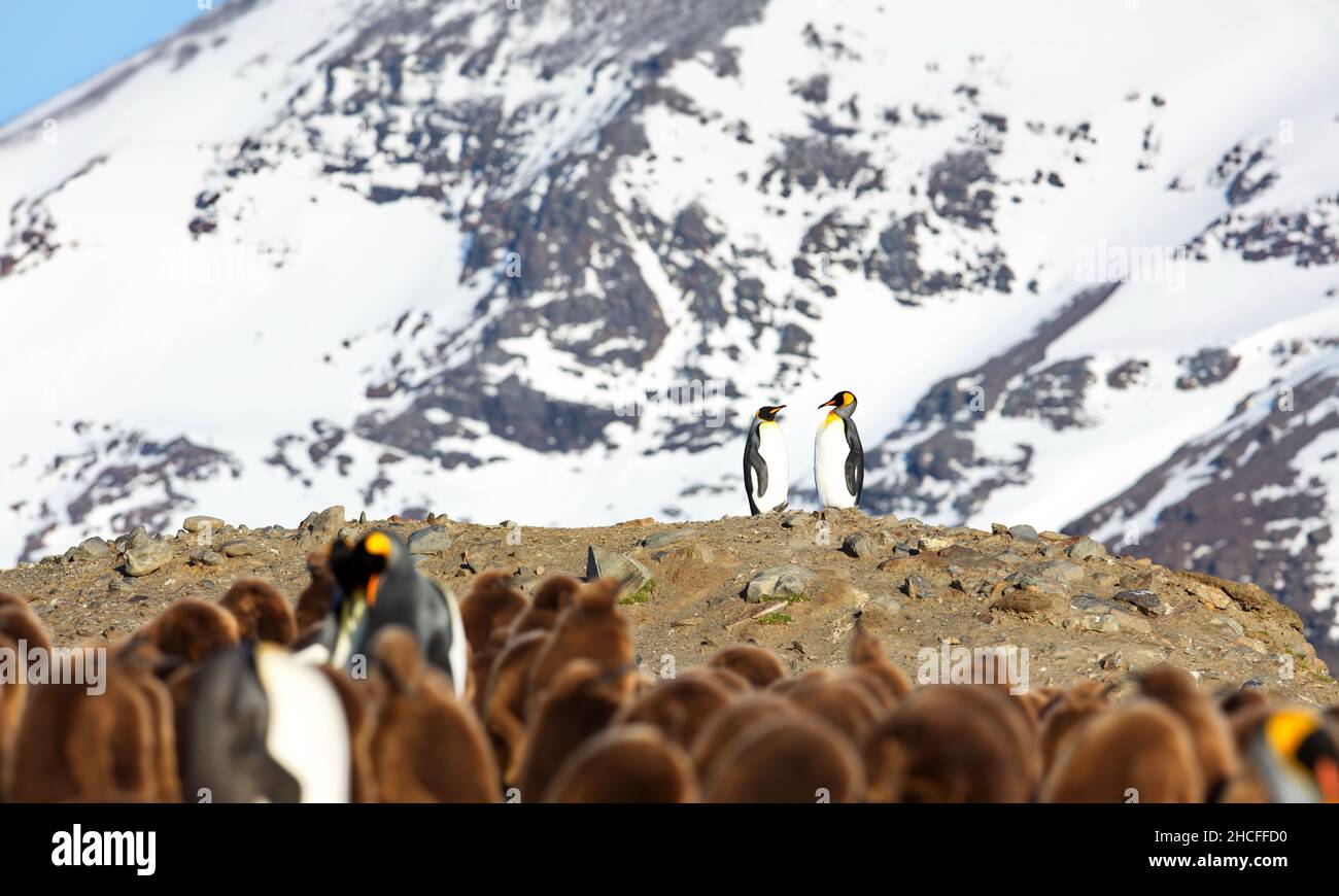 Fluffy penguins hi-res stock photography and images - Alamy