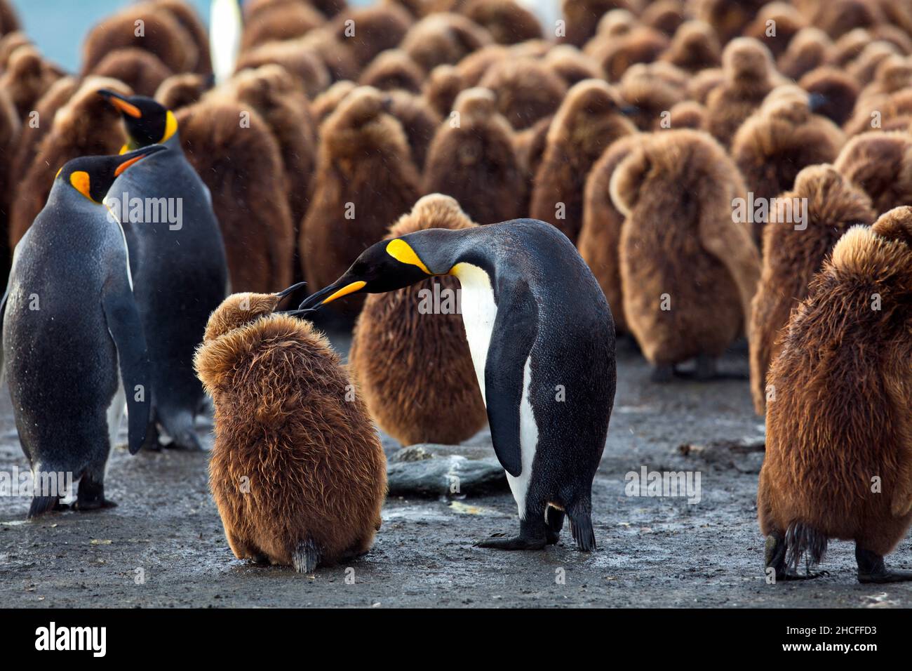 Fluffy Brown Penguin