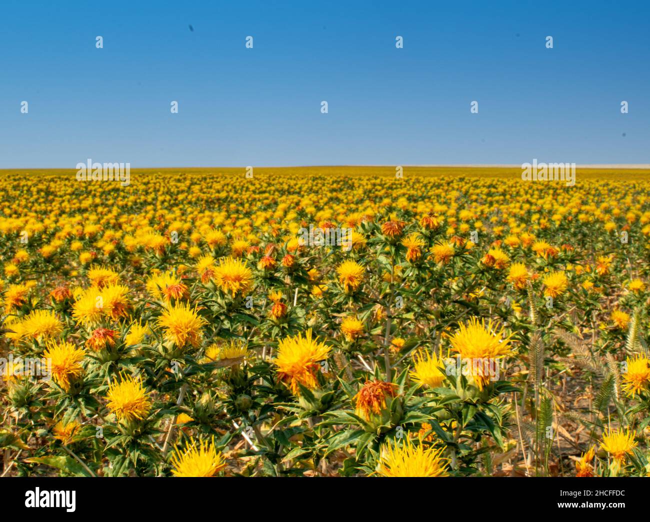 A field of safflower in northern Montana Stock Photo - Alamy