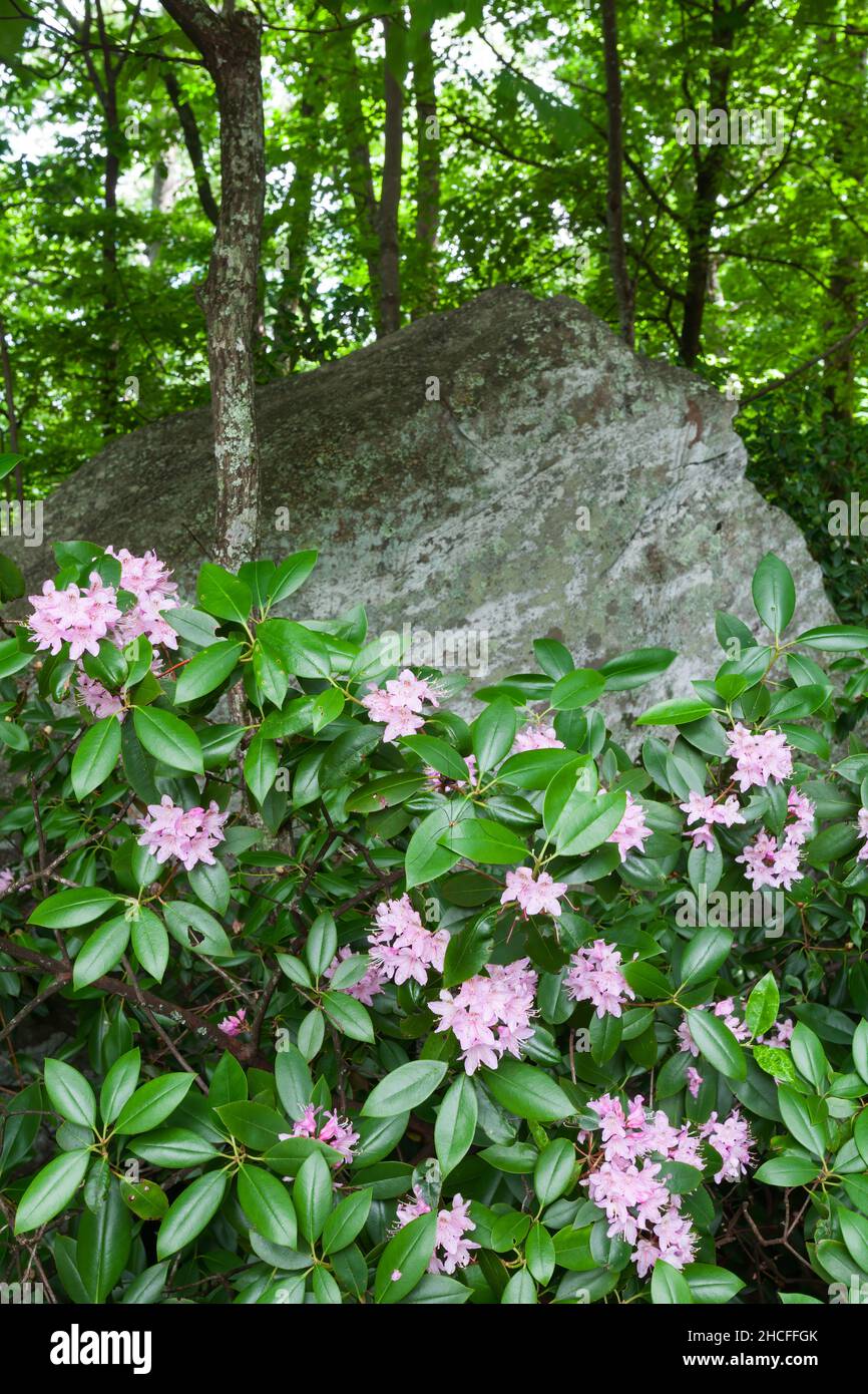 Rhododendron in the mountains hi-res stock photography and images - Alamy