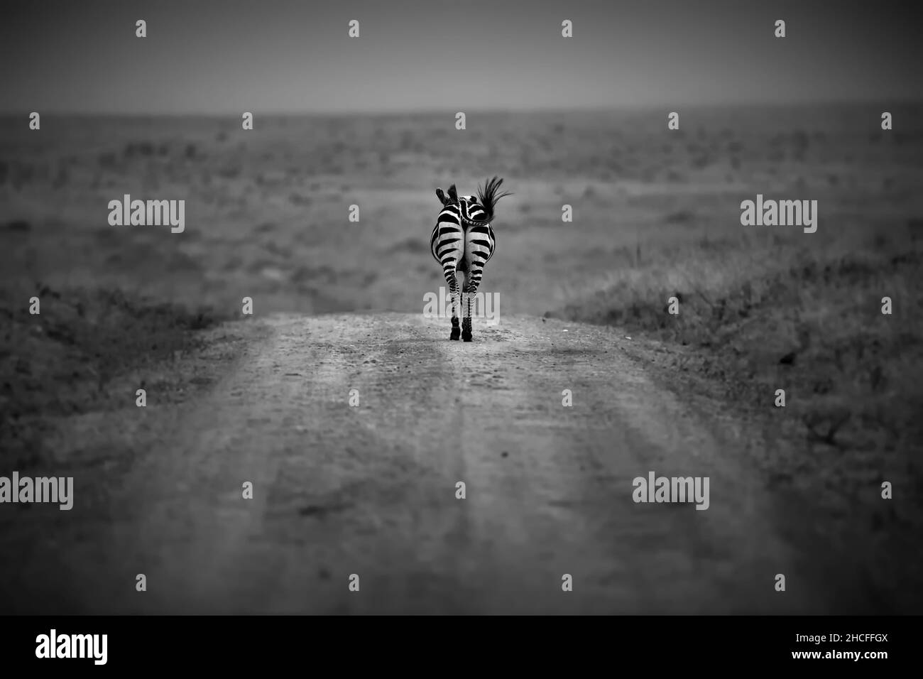 Zebra trail hi-res stock photography and images - Alamy