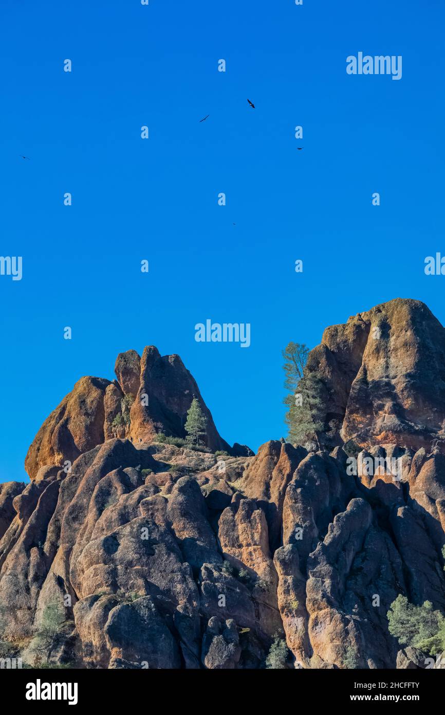 California Condors, Gymnogyps californianus, sunning and warming in the ...