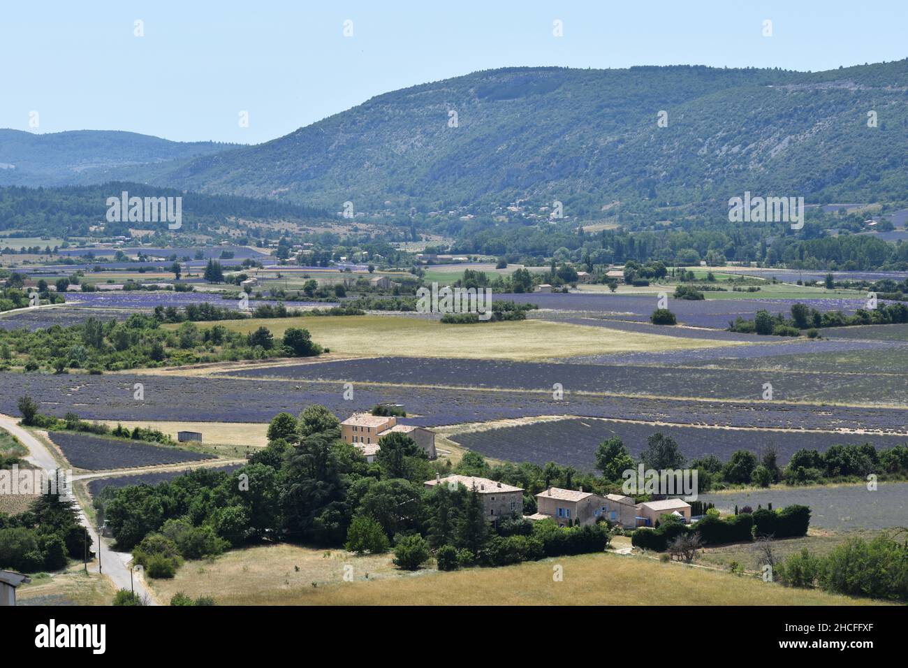 Aerial view of beautiful lavender fields in Sault, France Stock Photo ...
