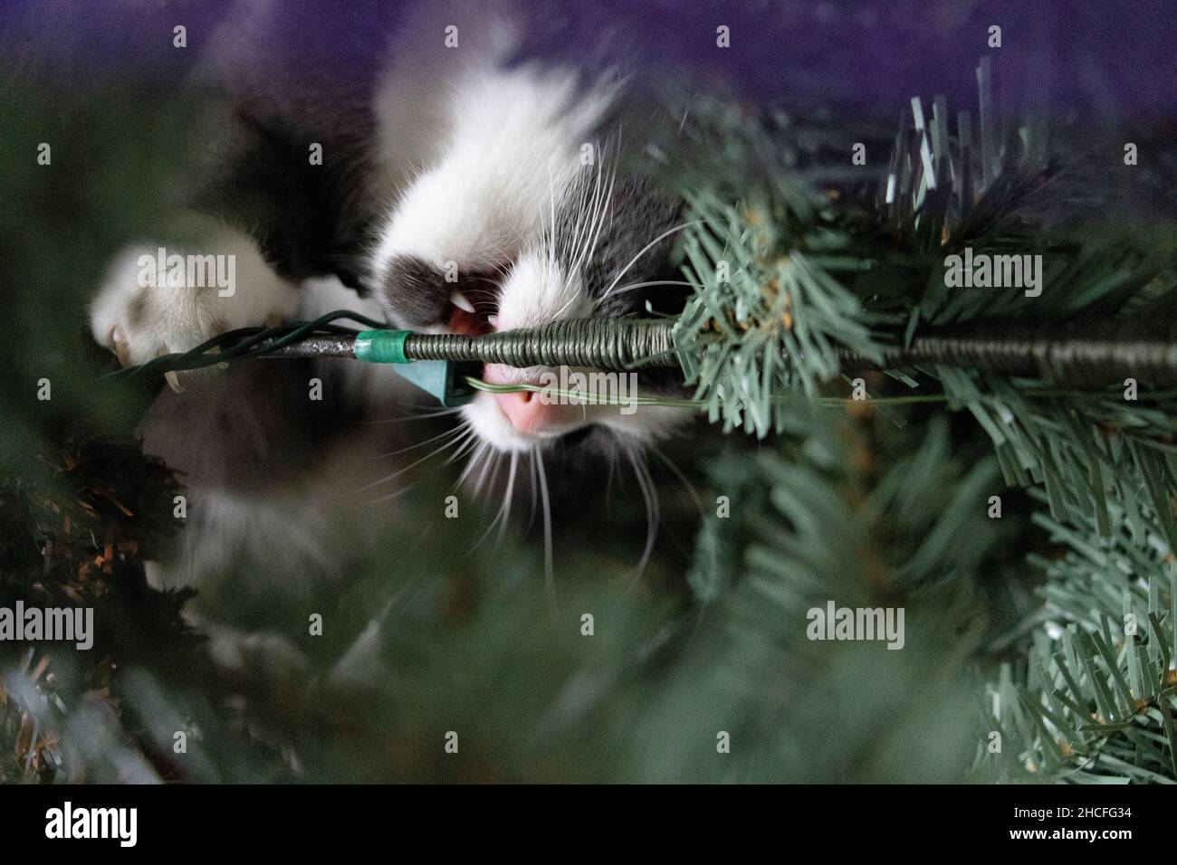 kitten playing in the Christmas tree biting branches and cords Stock ...