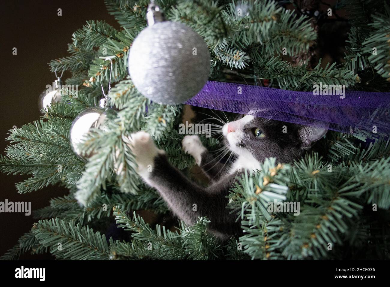 Cat swatting hi-res stock photography and images - Alamy