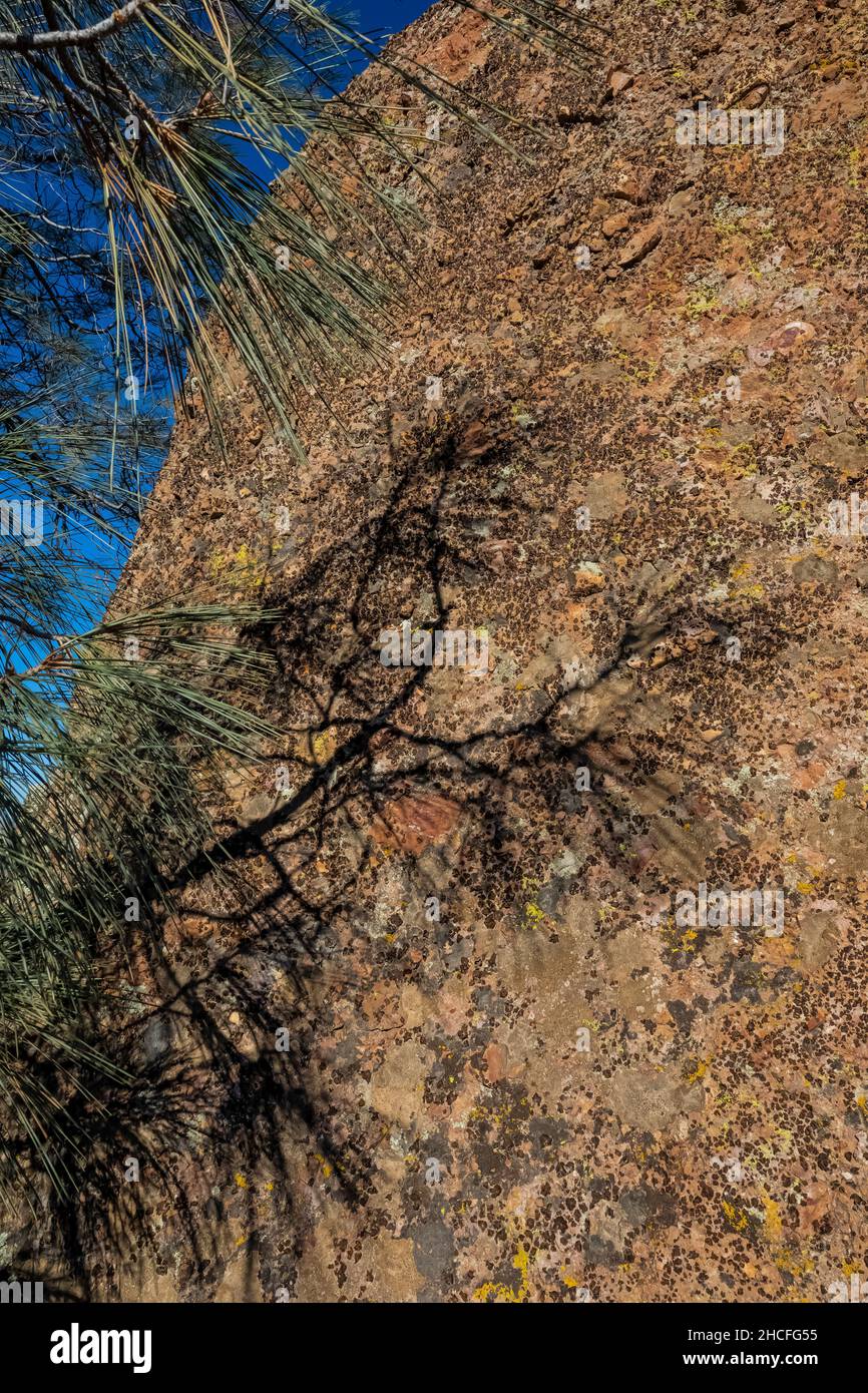 Gray Pine with Pinnacles Volcanic Formations, made of eroded volcanic ...