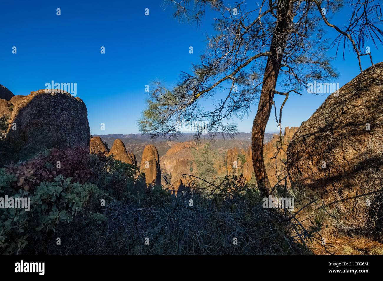 Gray Pine with Pinnacles Volcanic Formations, made of eroded volcanic ...