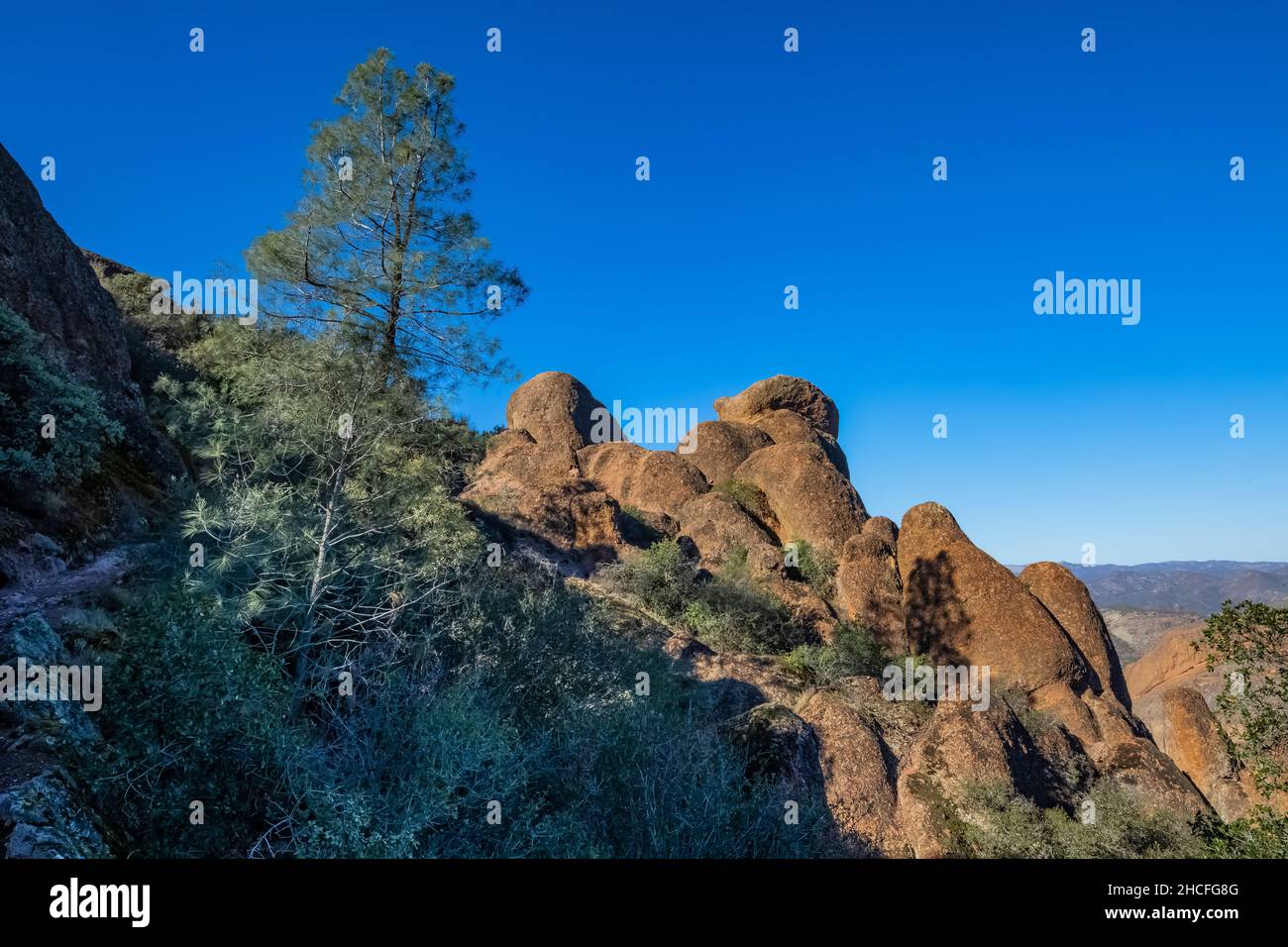 Gray Pine with Pinnacles Volcanic Formations along High Peaks Trail in ...