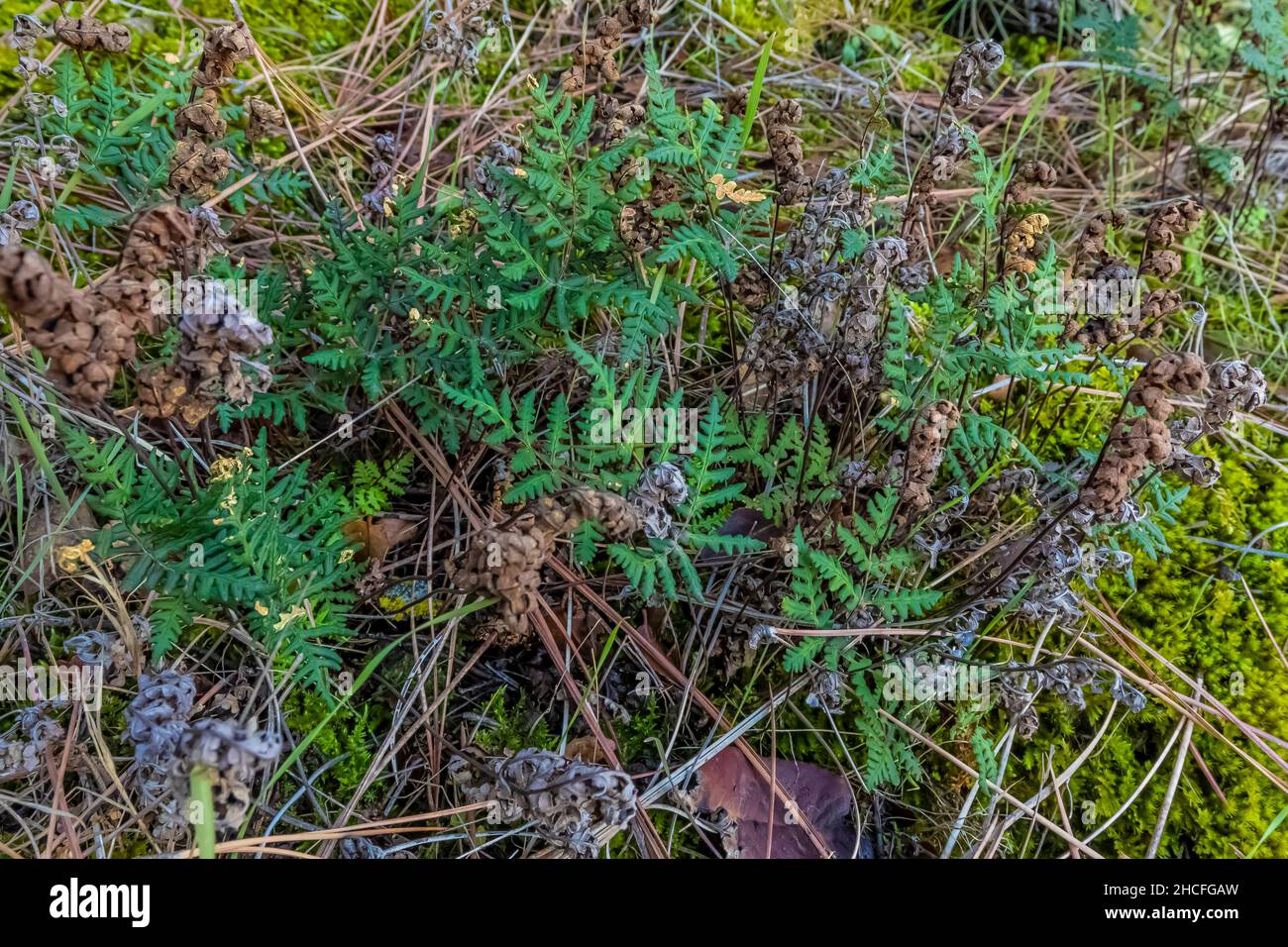 Goldback Fern, Pentagramma triangularis ssp. triangularism in High ...