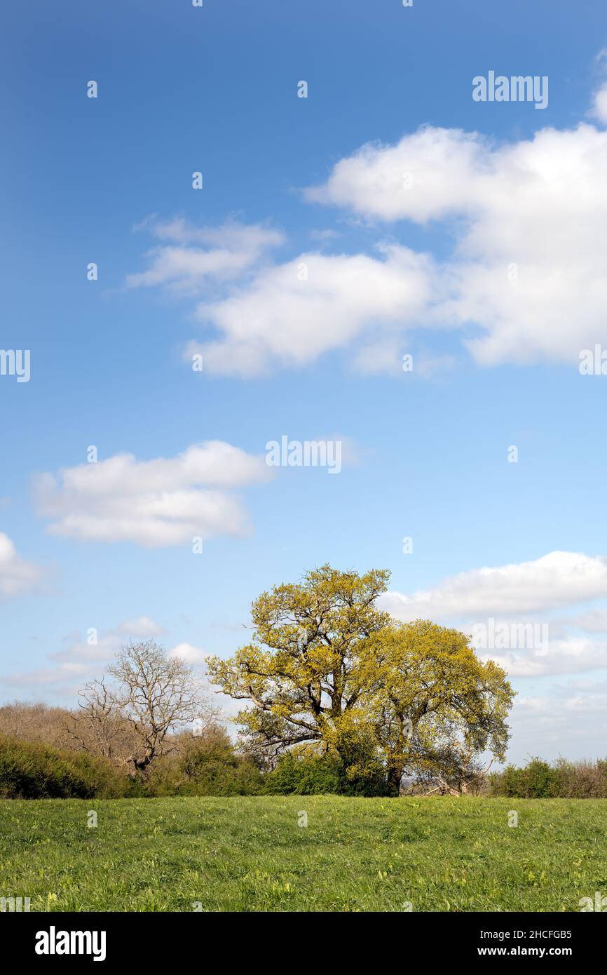 Oak trees with spring foliage hi-res stock photography and images - Alamy