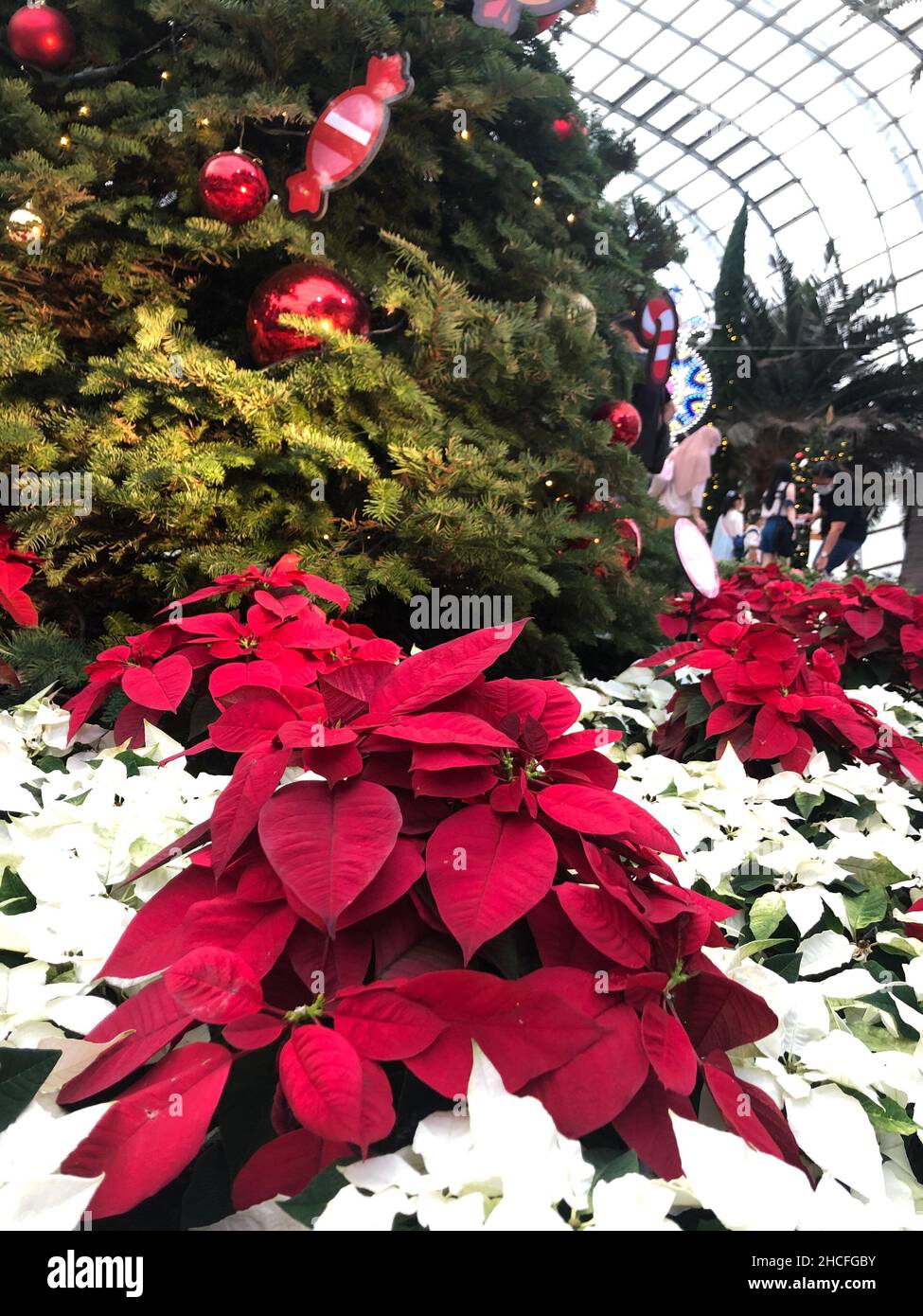 Pictures of different types of colorful and beautiful flowers Stock ...