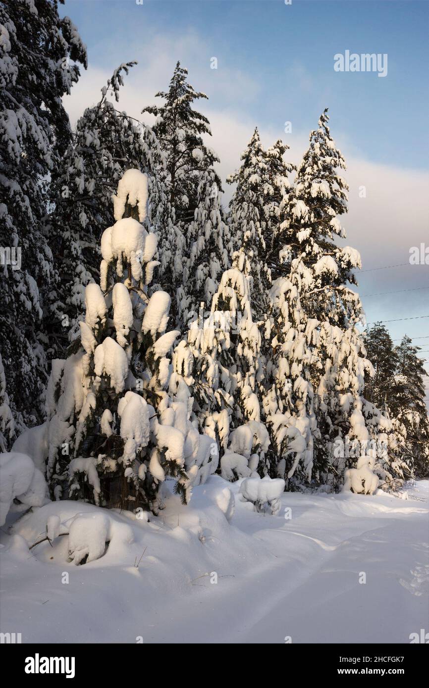 Trees bend under weight of snow after a heavy snowfall. Winter. Russia ...