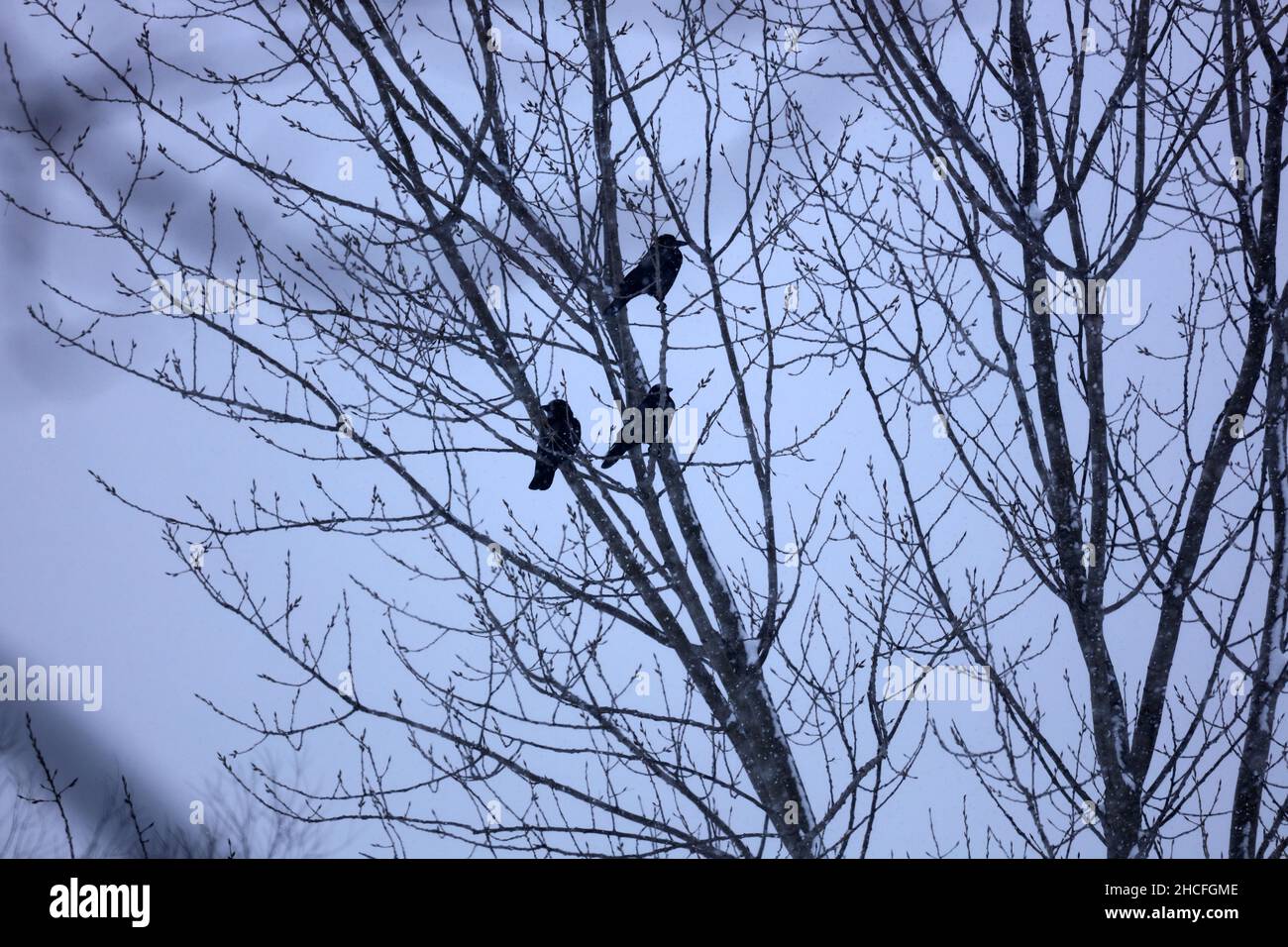 American crows hi-res stock photography and images - Alamy