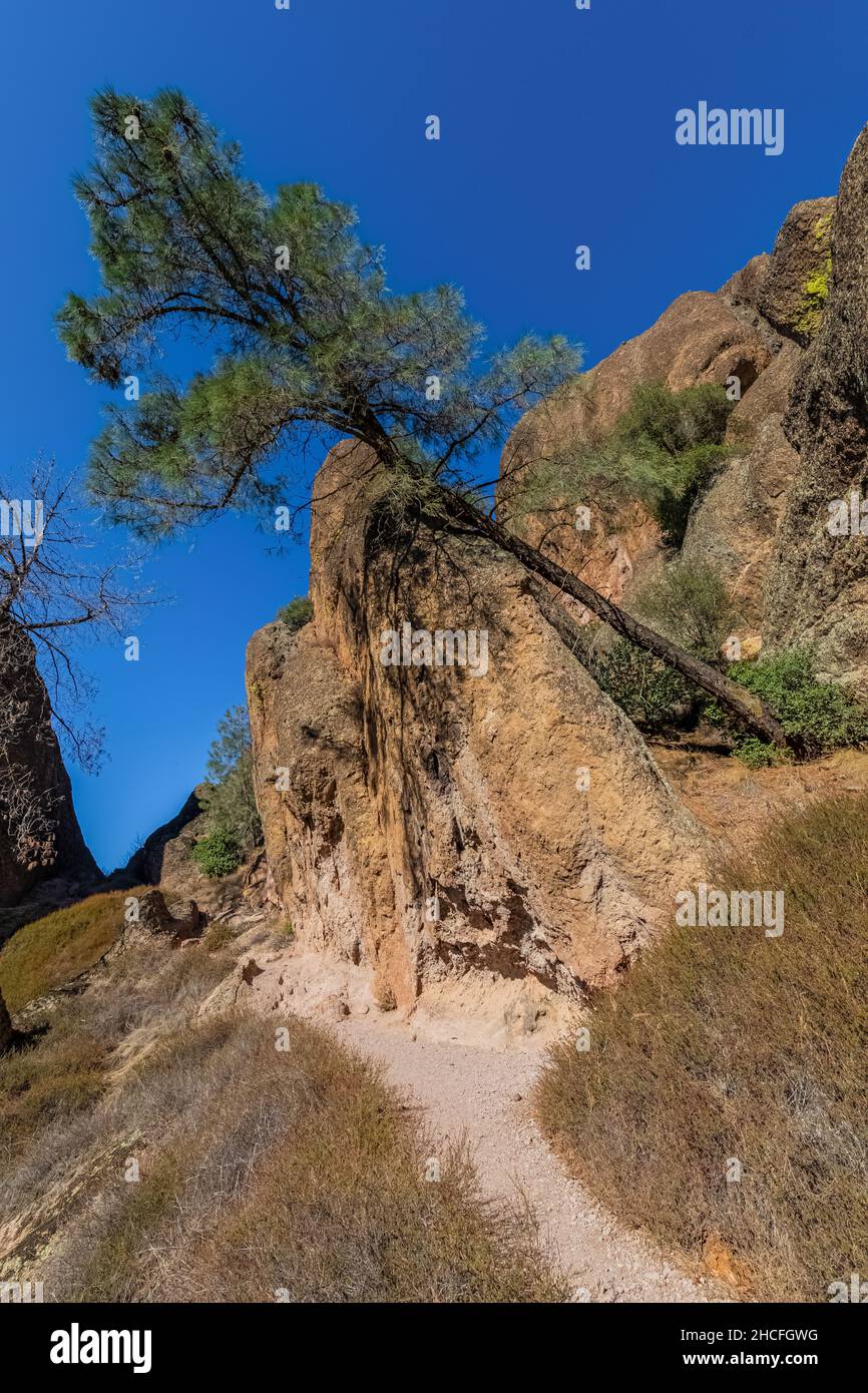 Gray Pine with breccia Pinnacles Volcanic Formations, along High Peaks ...