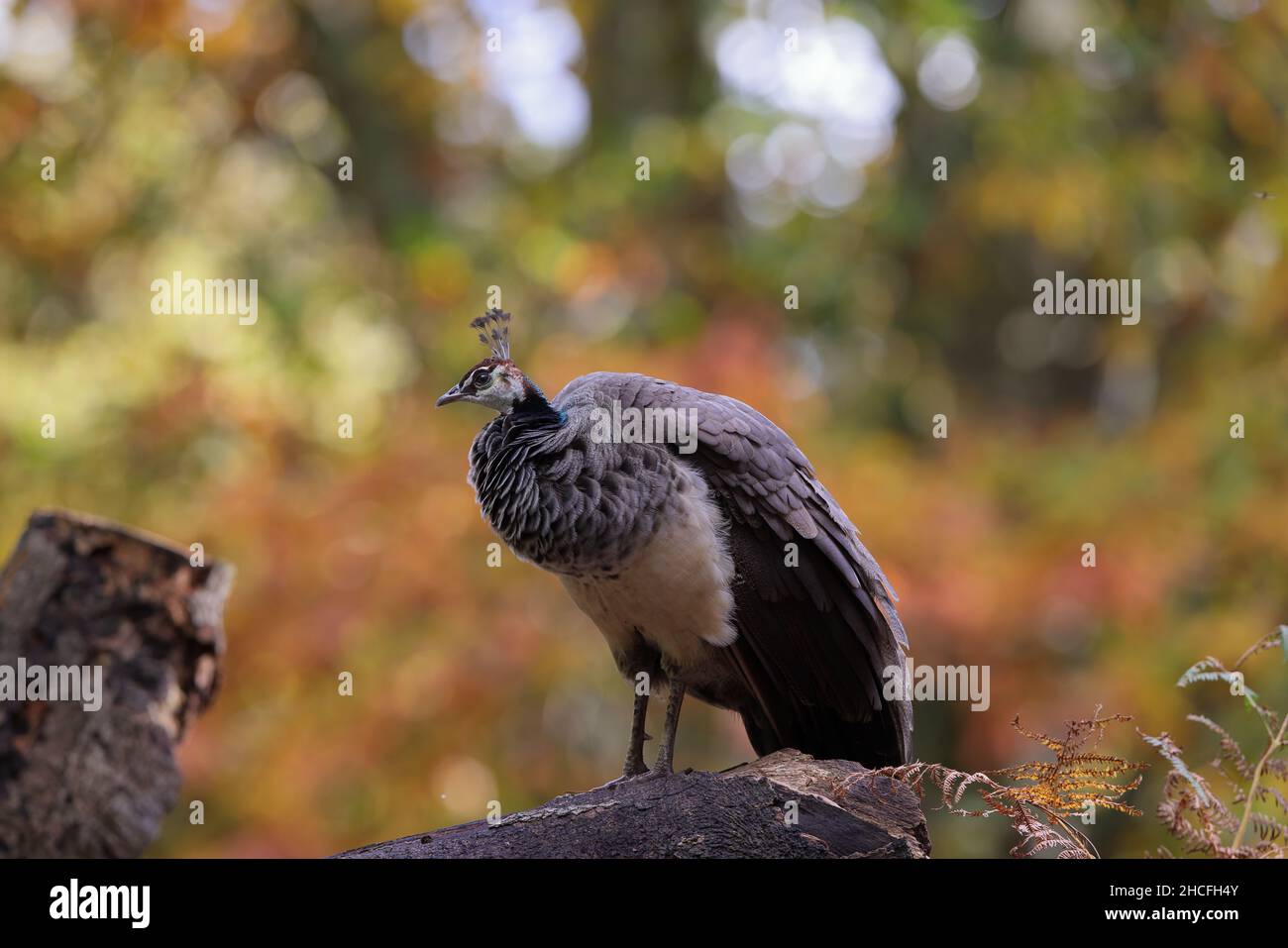 The Indian peafowl, also known as the common peafowl, and blue peafowl ...
