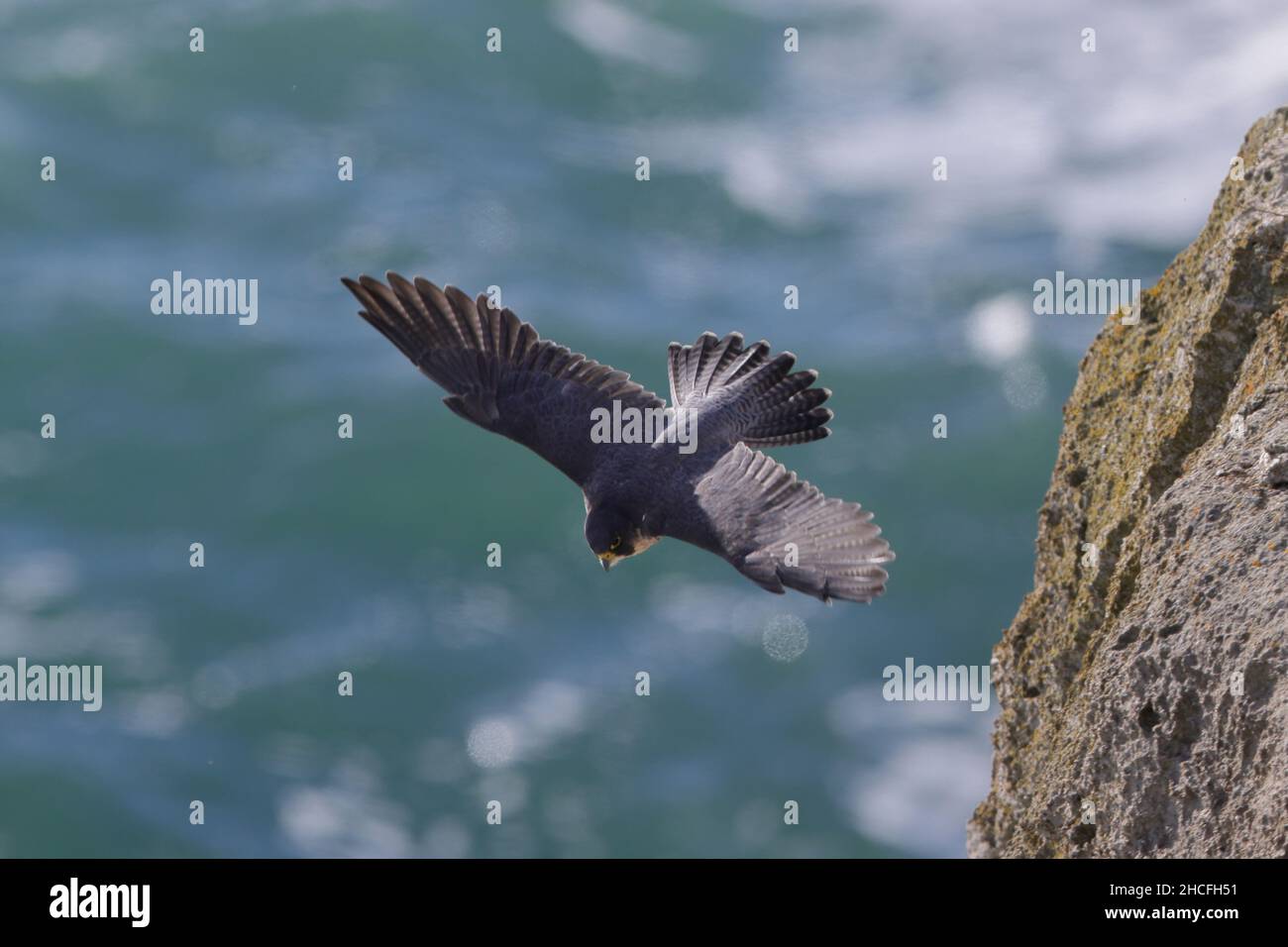 The peregrine falcon, also known as the peregrine, and historically as ...