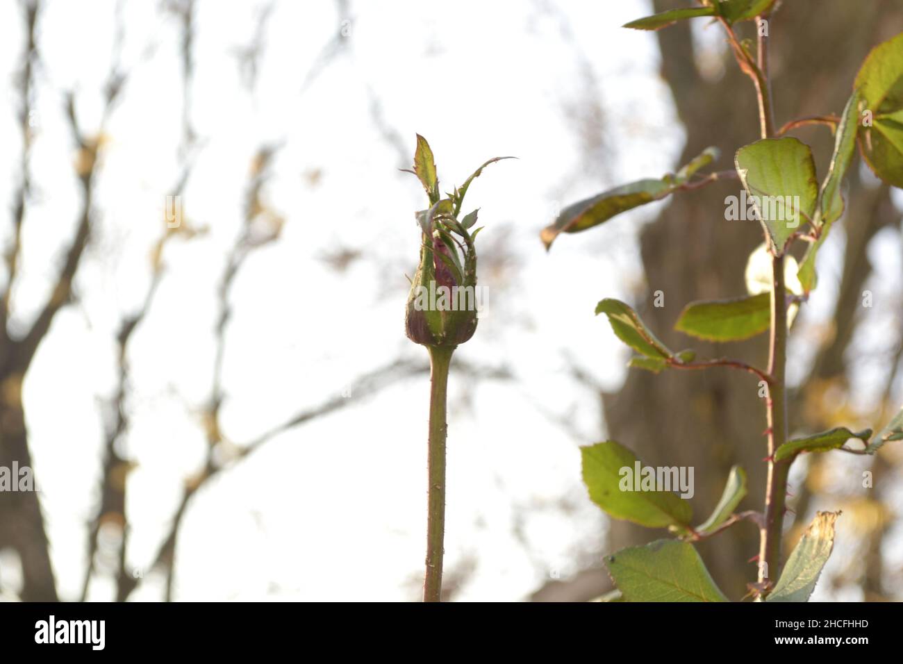 Rosebud closeup hi-res stock photography and images - Alamy