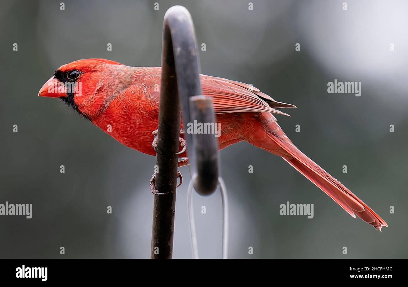 Male Northern Cardinal on a high perch Stock Photo - Alamy