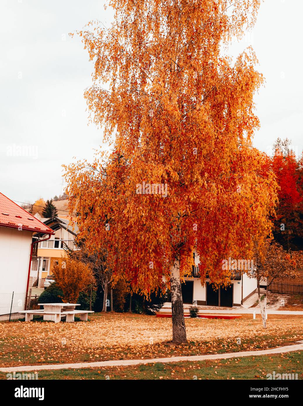 Beautiful shot backyard trees hi-res stock photography and images - Alamy