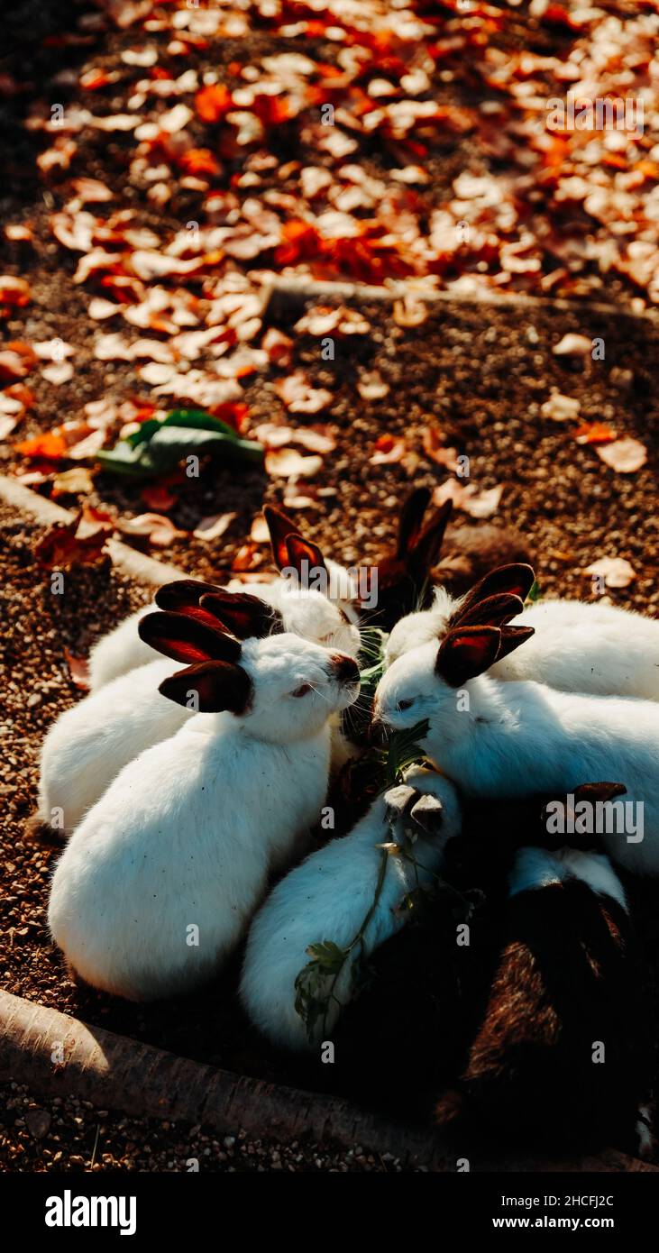 Beauty rabbits hi-res stock photography and images - Alamy