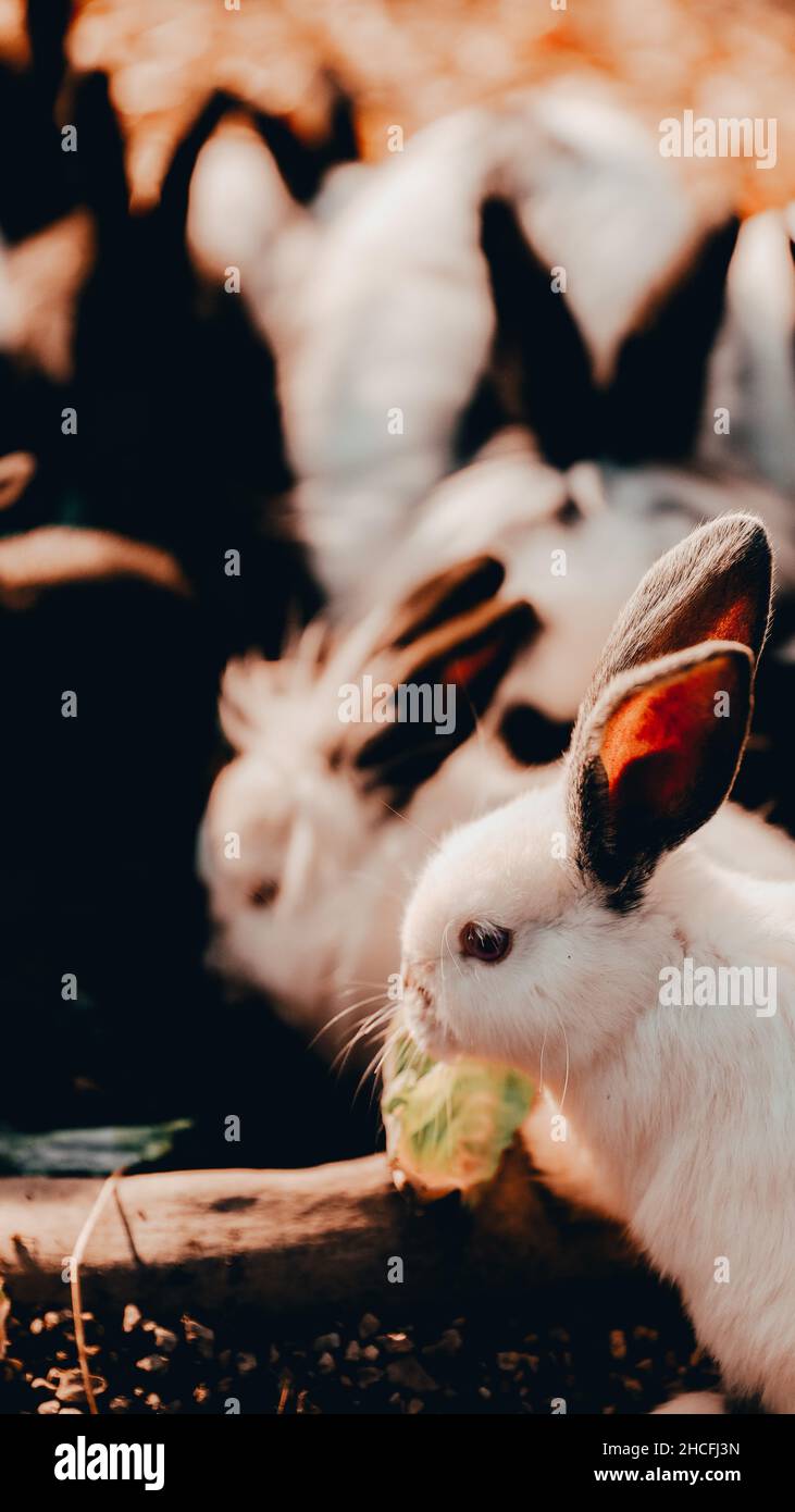 Beauty rabbits hi-res stock photography and images - Alamy