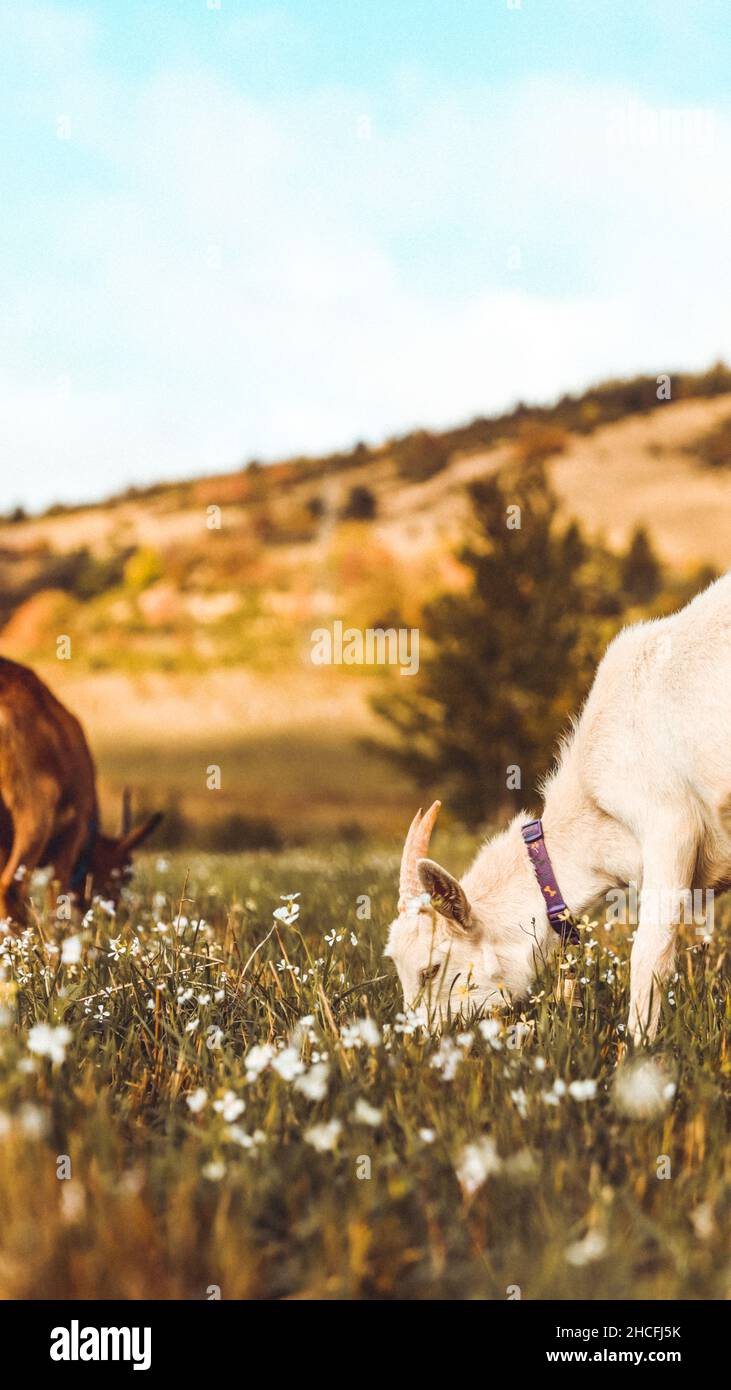 Beautiful shot goat in hi-res stock photography and images - Alamy