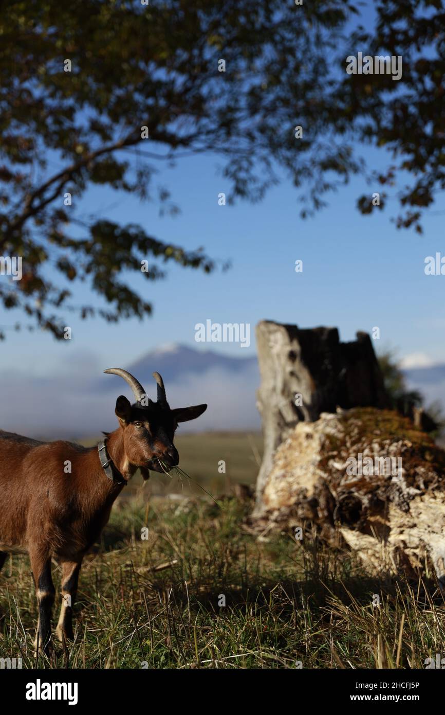 Beautiful shot goat in hi-res stock photography and images - Alamy