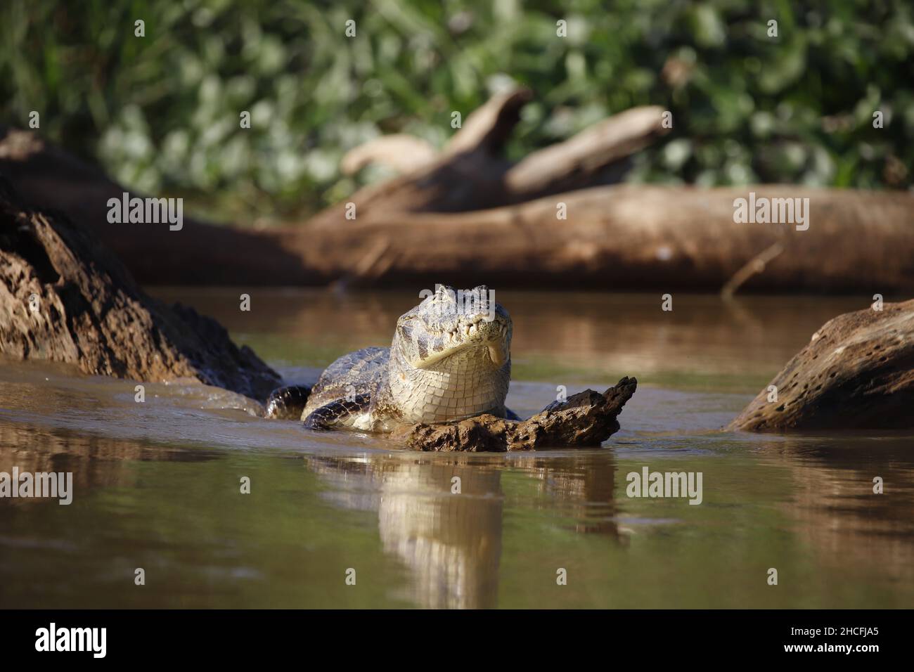 Beautiful crocodile hi-res stock photography and images - Alamy