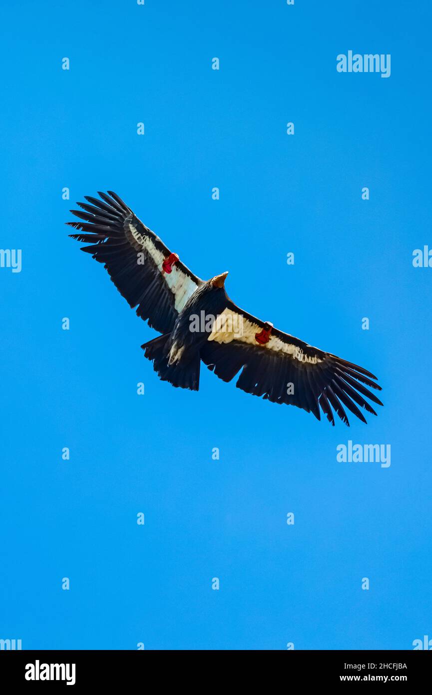 California Condor, Gymnogyps californianus, soaring above the High ...