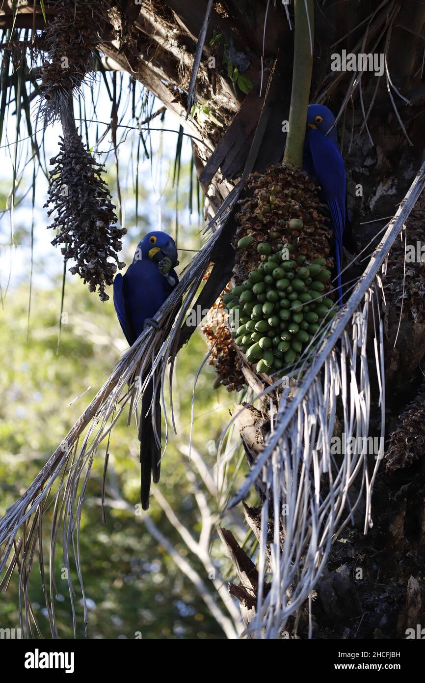 Cute parrots hi-res stock photography and images - Alamy