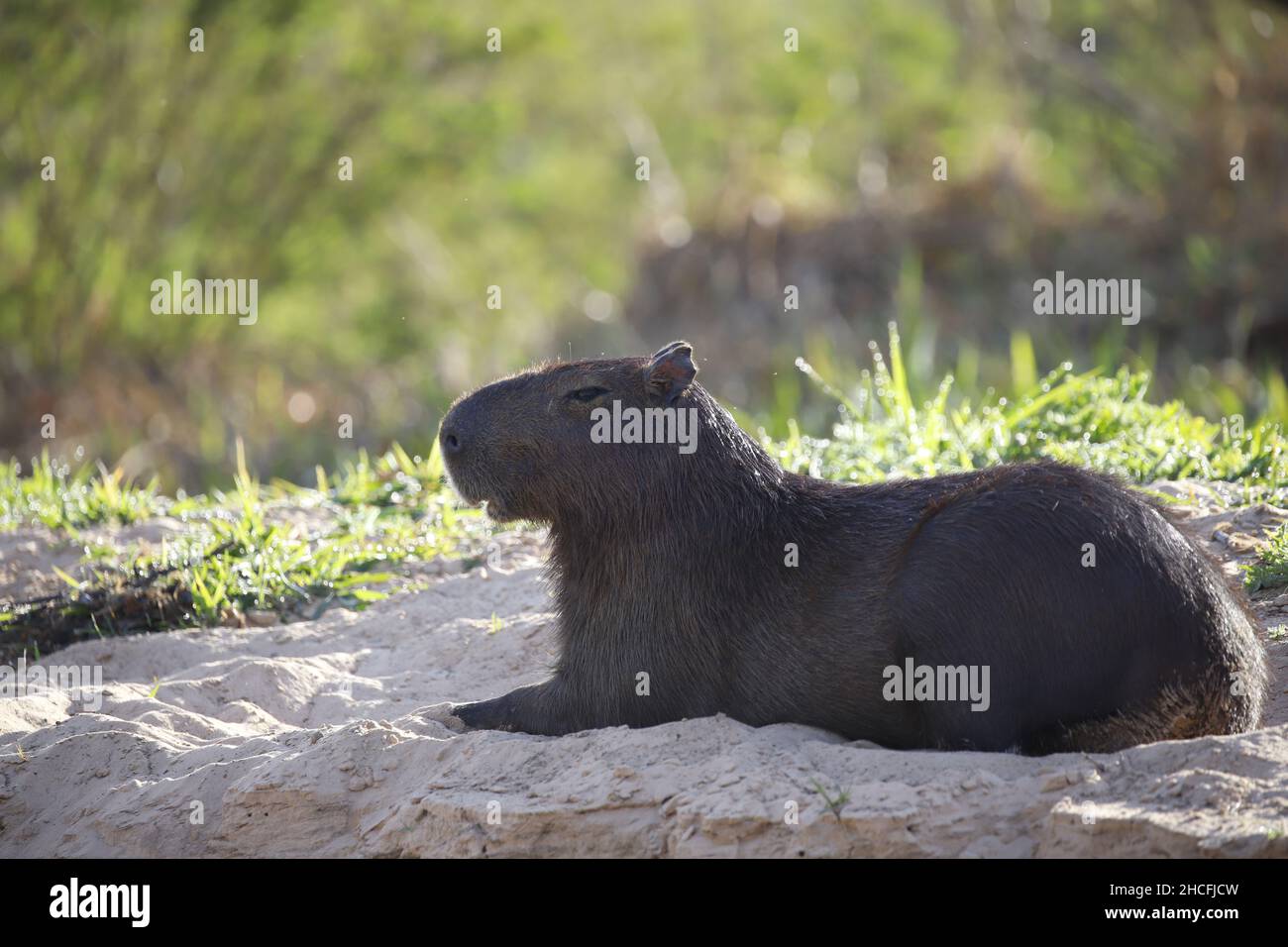 Shot of a black Capybara sitting on a rock with blurred background ...