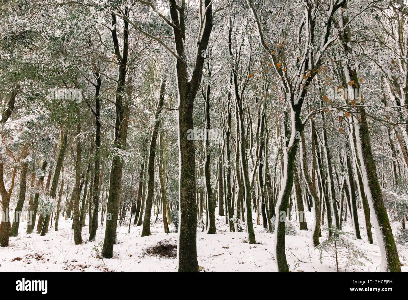 Trees covered by snow in winter, making beautiful and abstract textures ...